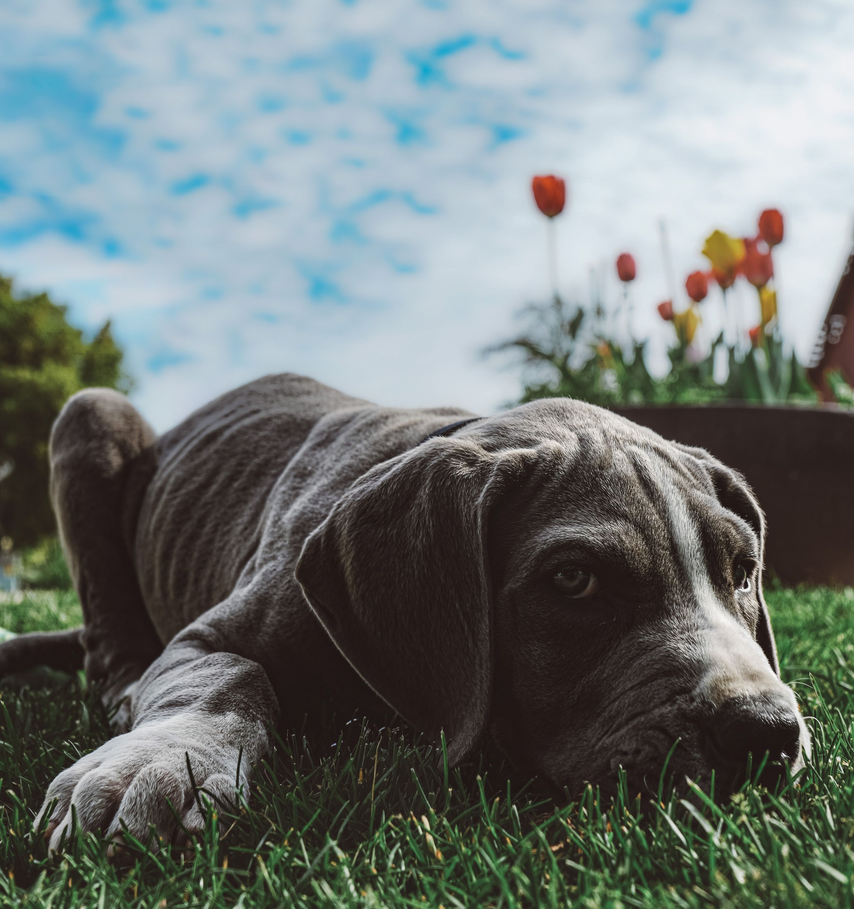 Dog Sitting on a Porch · Free Stock Photo