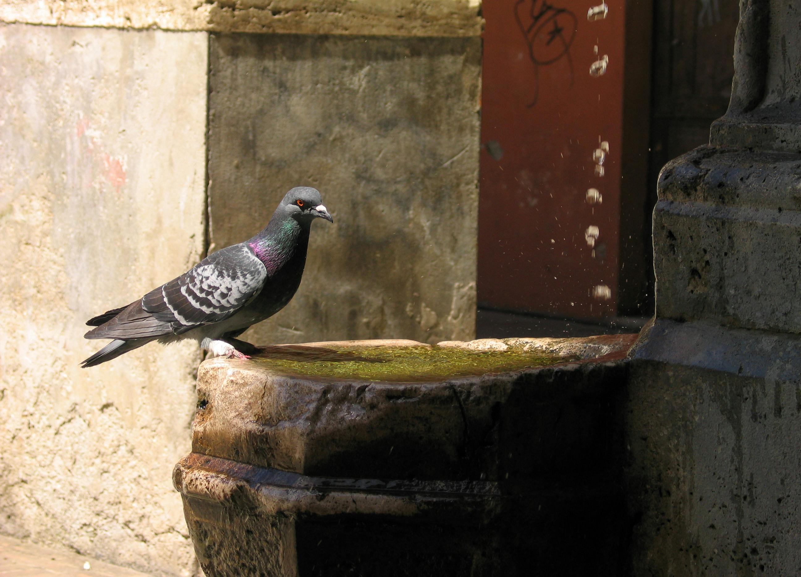 Fano Photos, Download The BEST Free Fano Stock Photos & HD Images