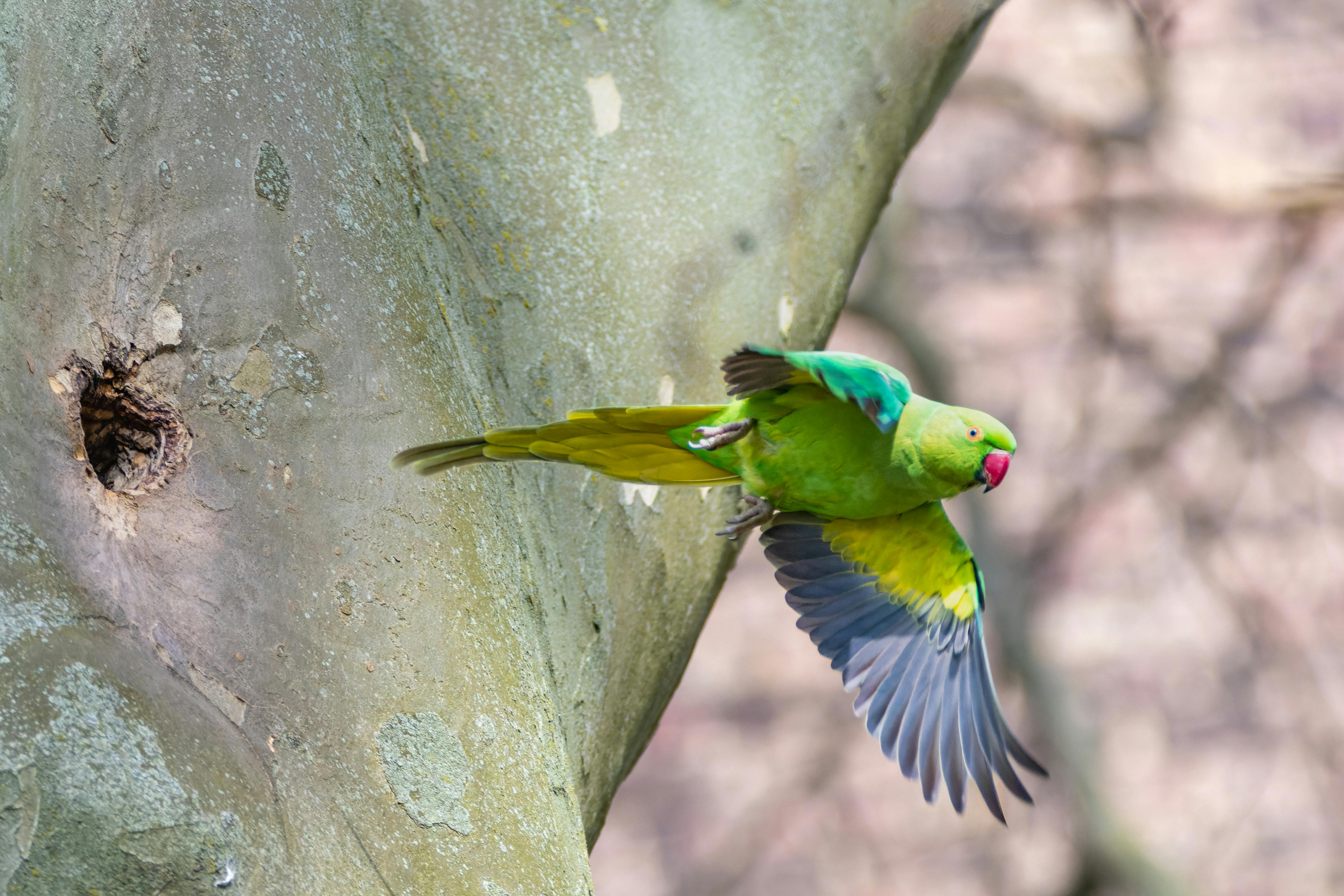 Green Parrot Flying · Free Stock Photo