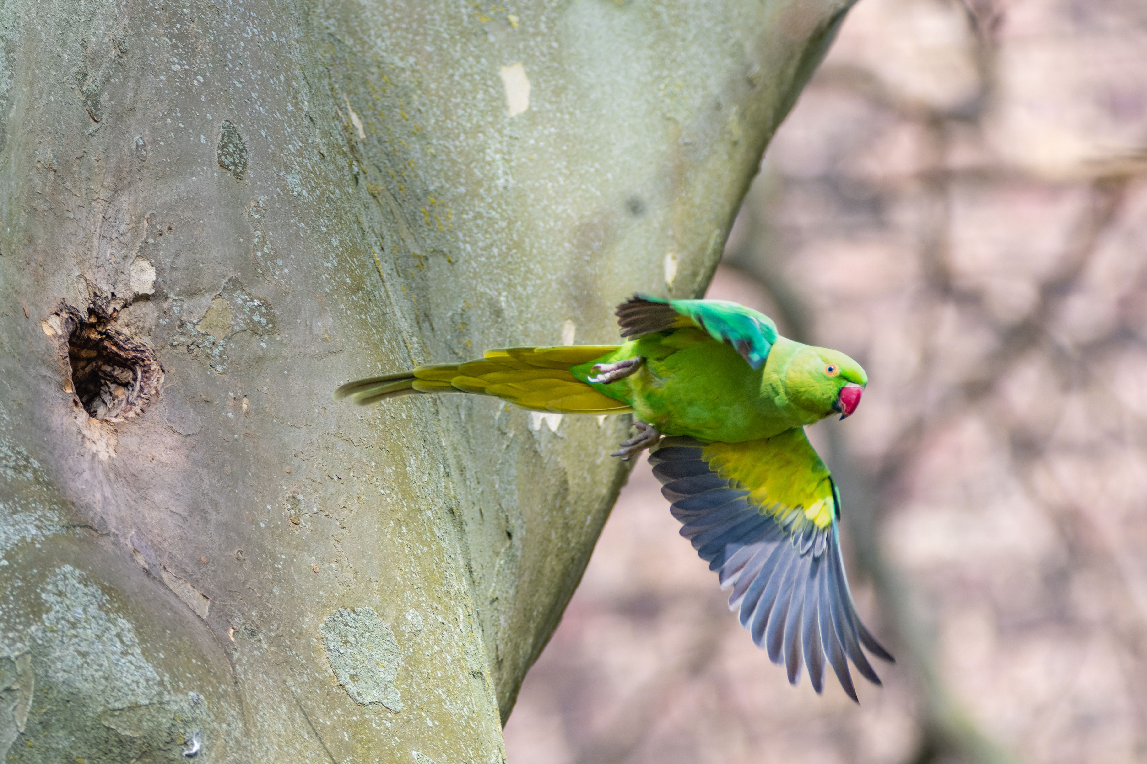 Bird Wallpaper Photos, Download The BEST Free Bird Wallpaper Stock ...