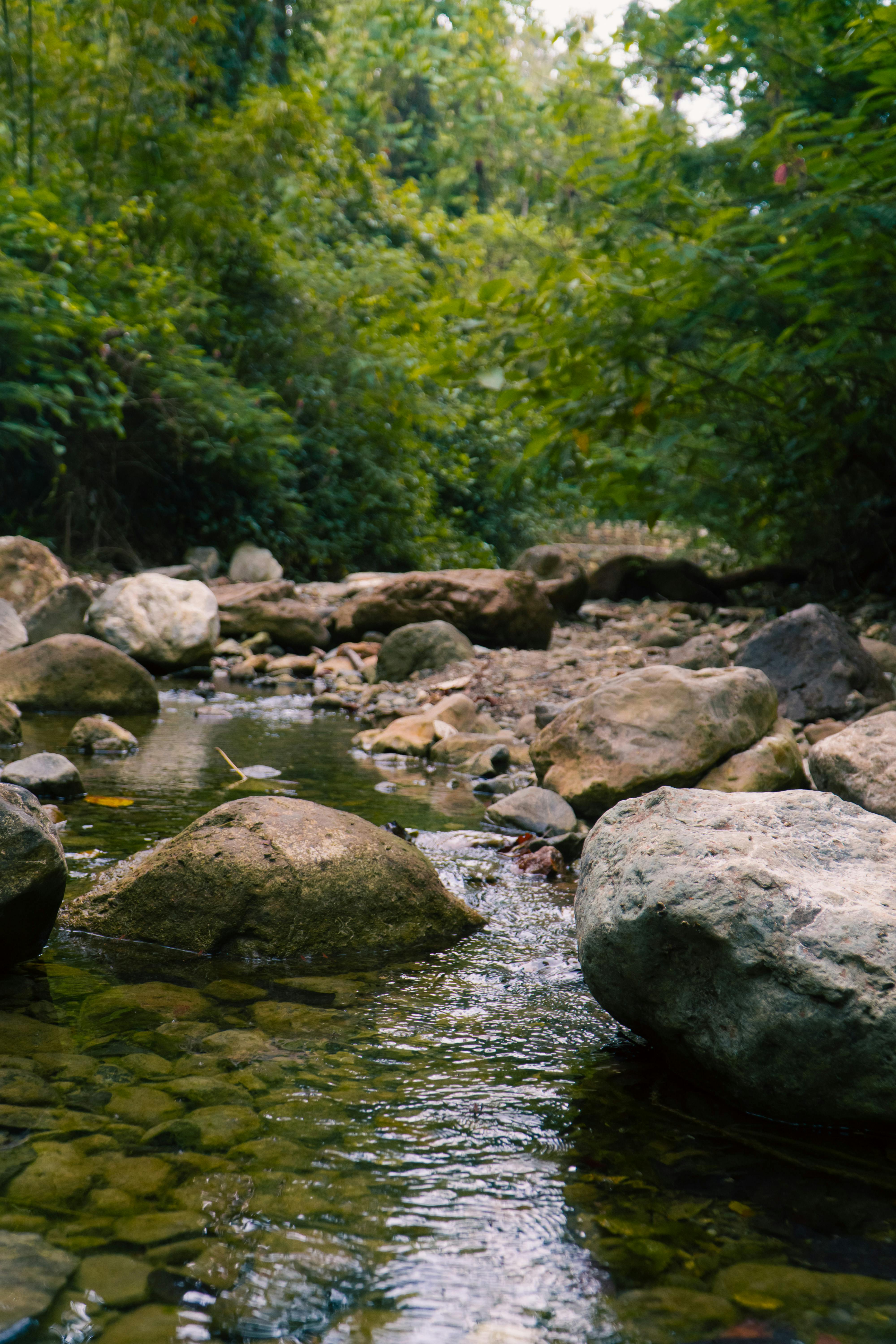 Rocks on Stream in Forest · Free Stock Photo