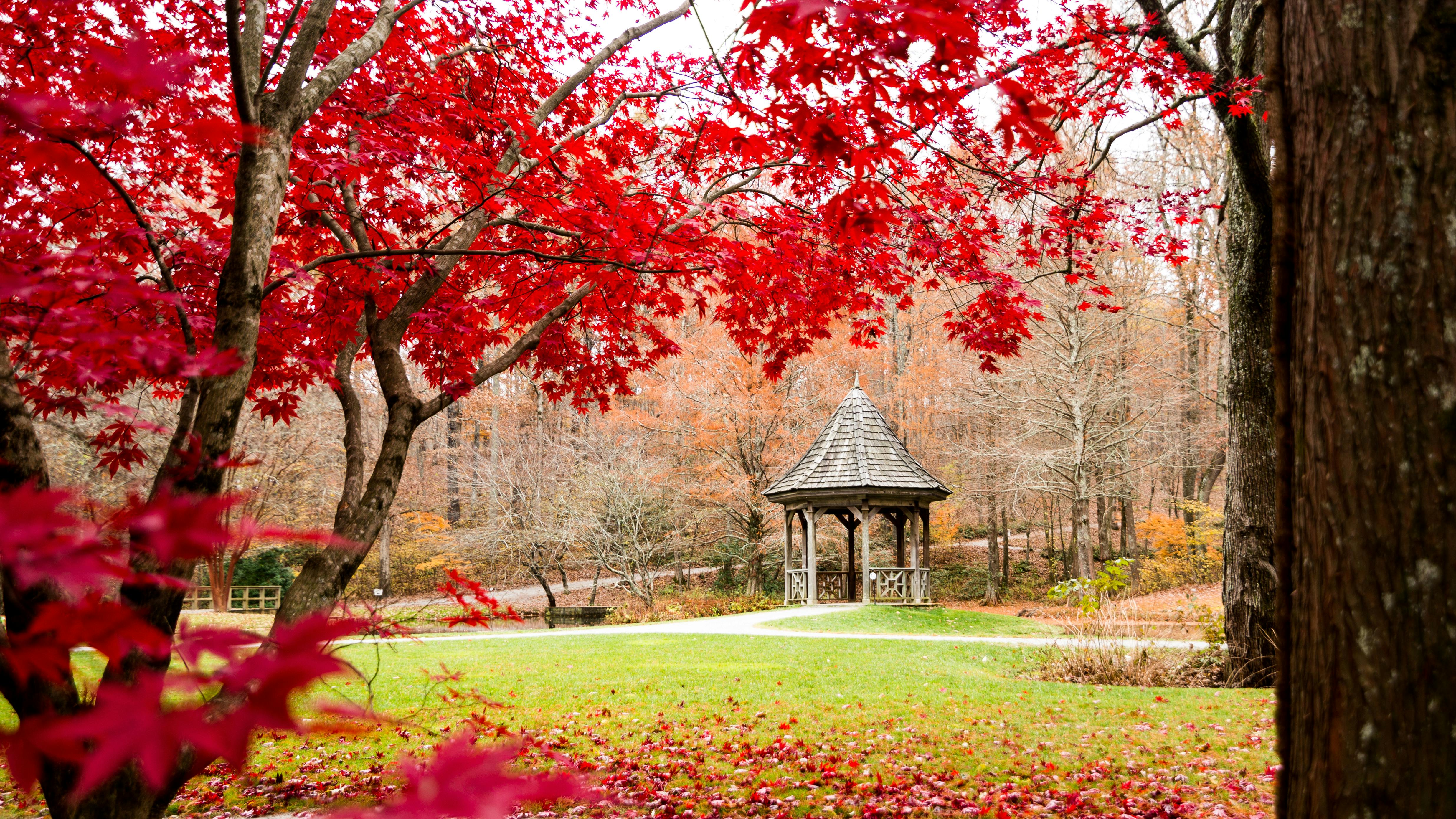 Red Leaves Photos, Download The BEST Free Red Leaves Stock Photos & HD ...