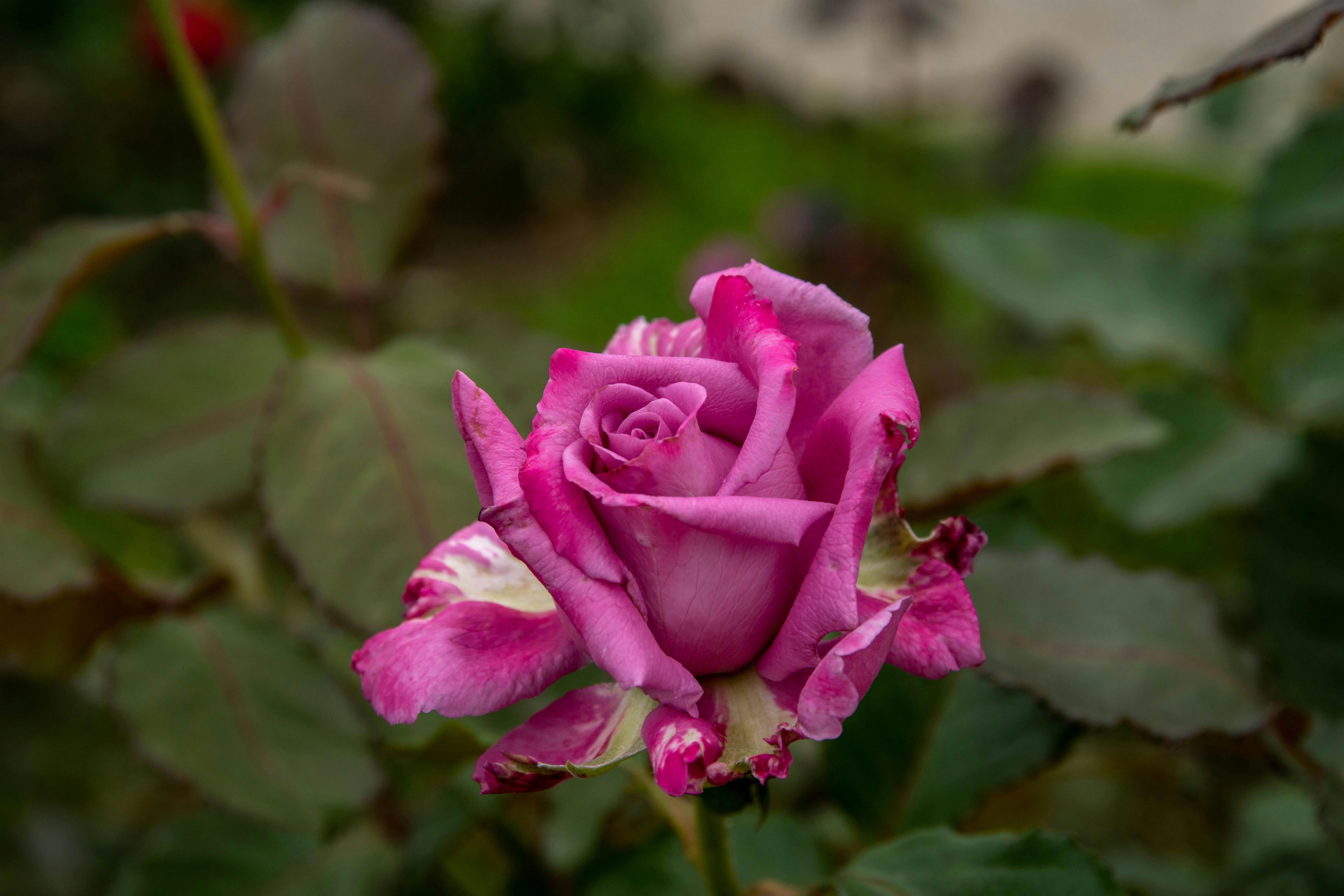 Close-up of a Beautiful Dark Pink Rosebush · Free Stock Photo