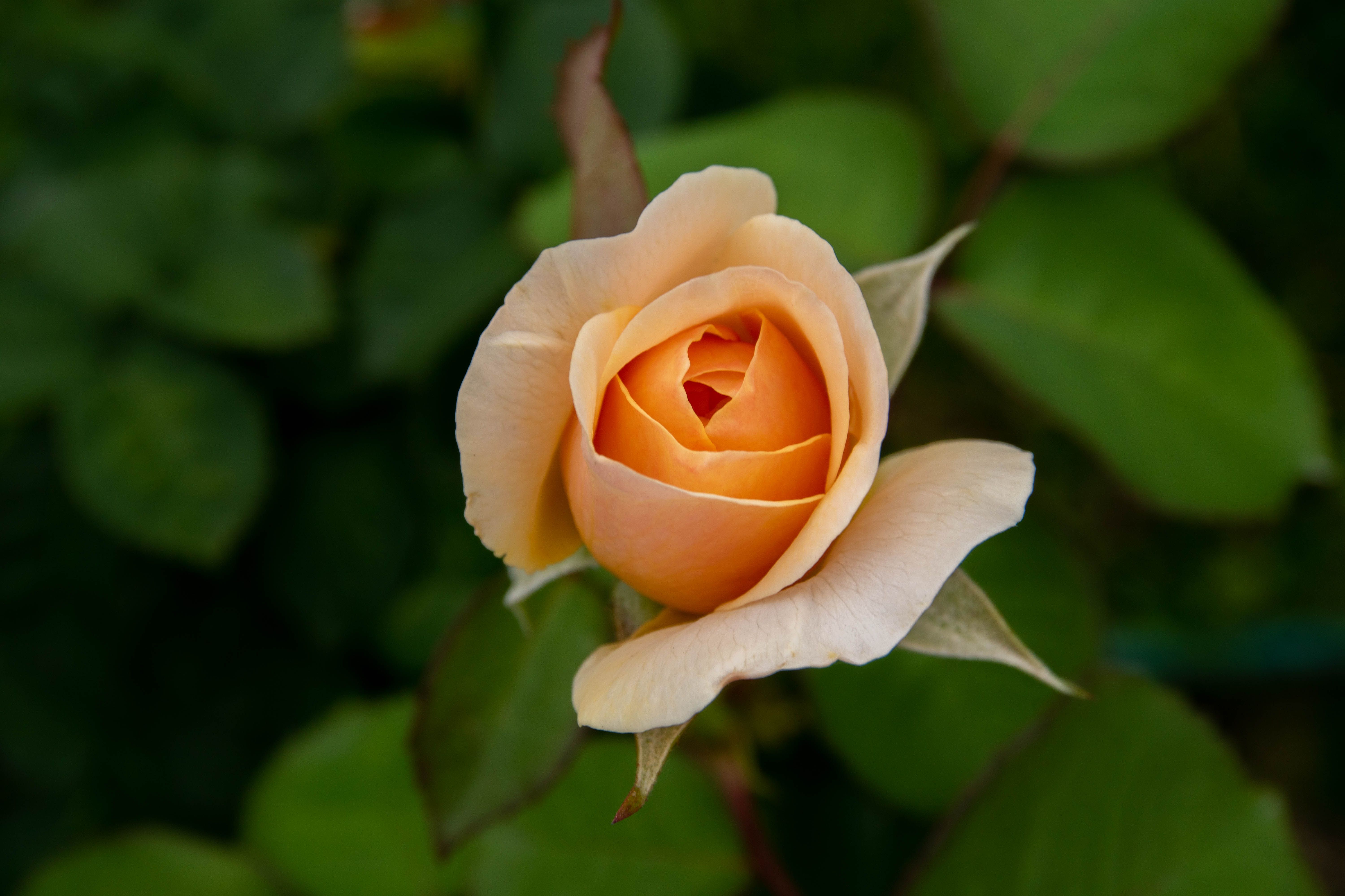 Close-up of a Rose · Free Stock Photo