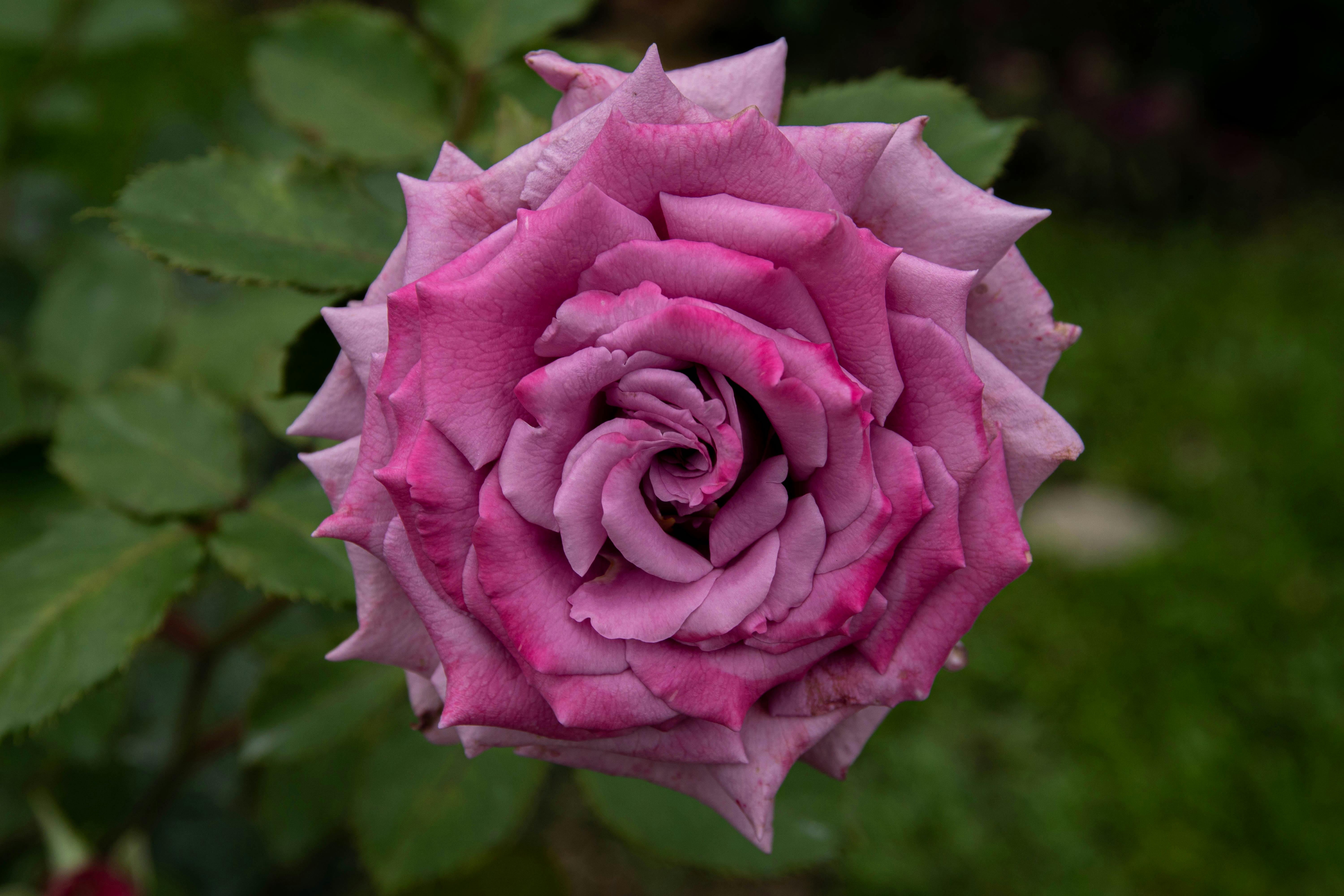 Close up of Pink Rose · Free Stock Photo