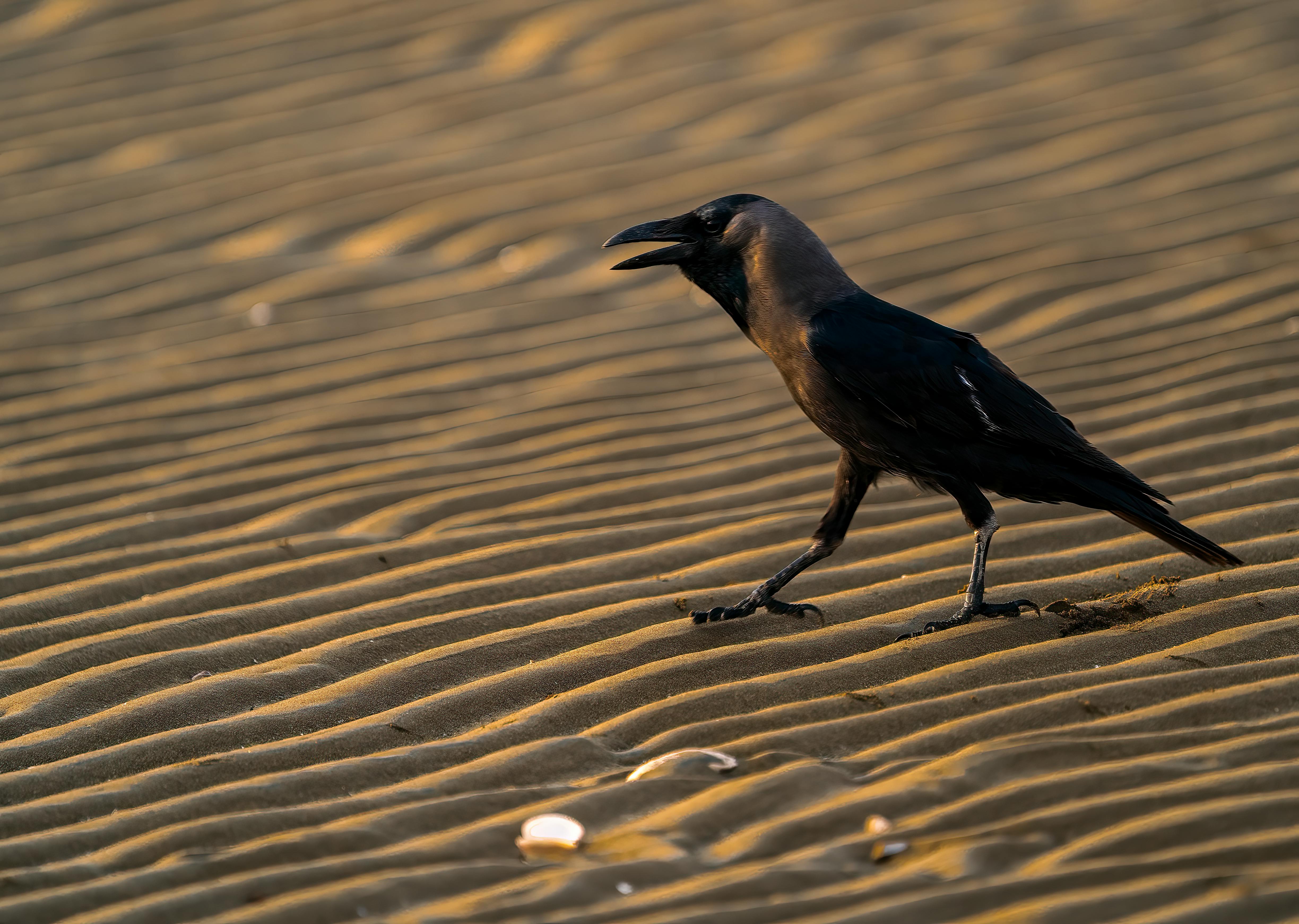 Crow on Sand · Free Stock Photo