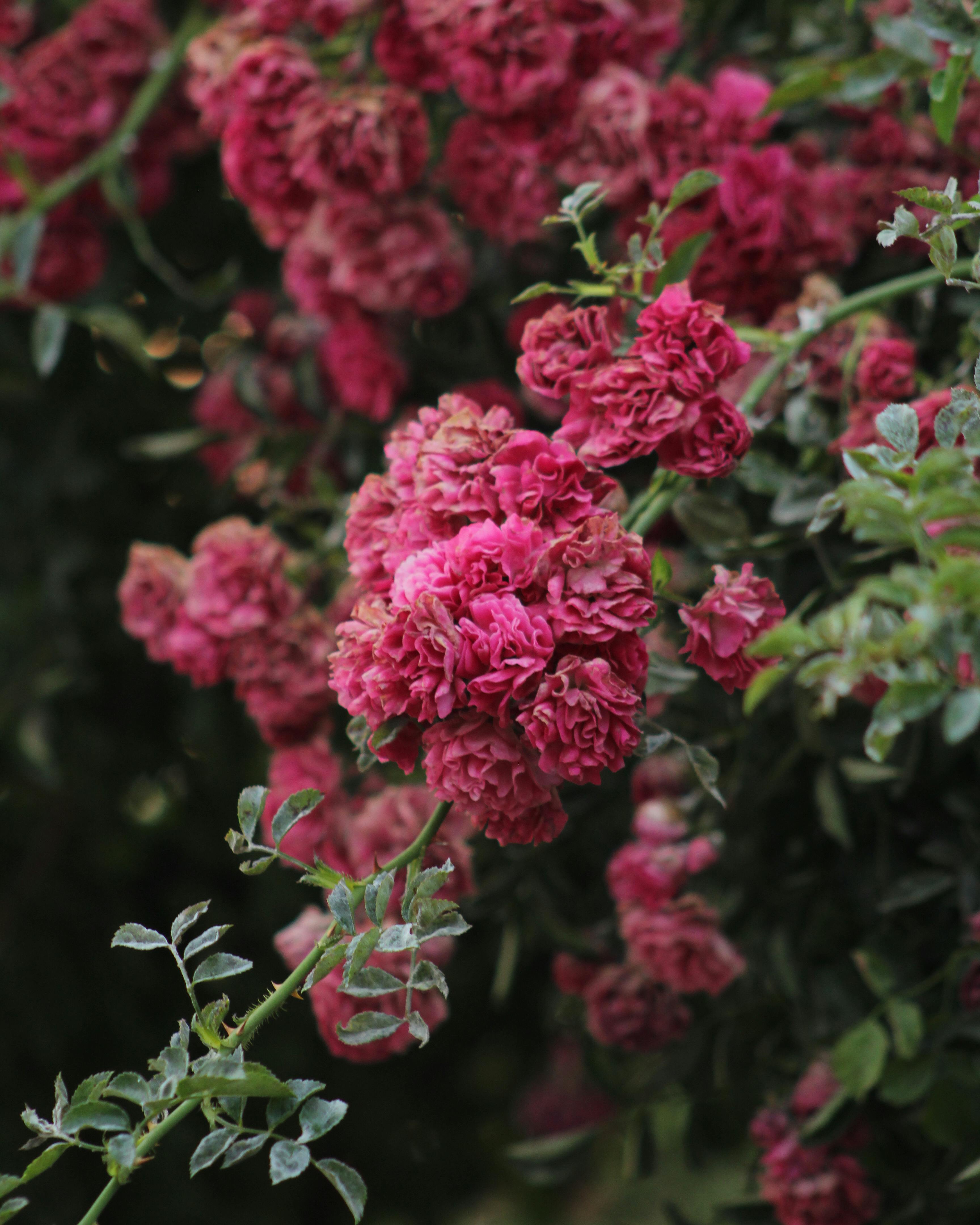 Close up of a Shrub · Free Stock Photo