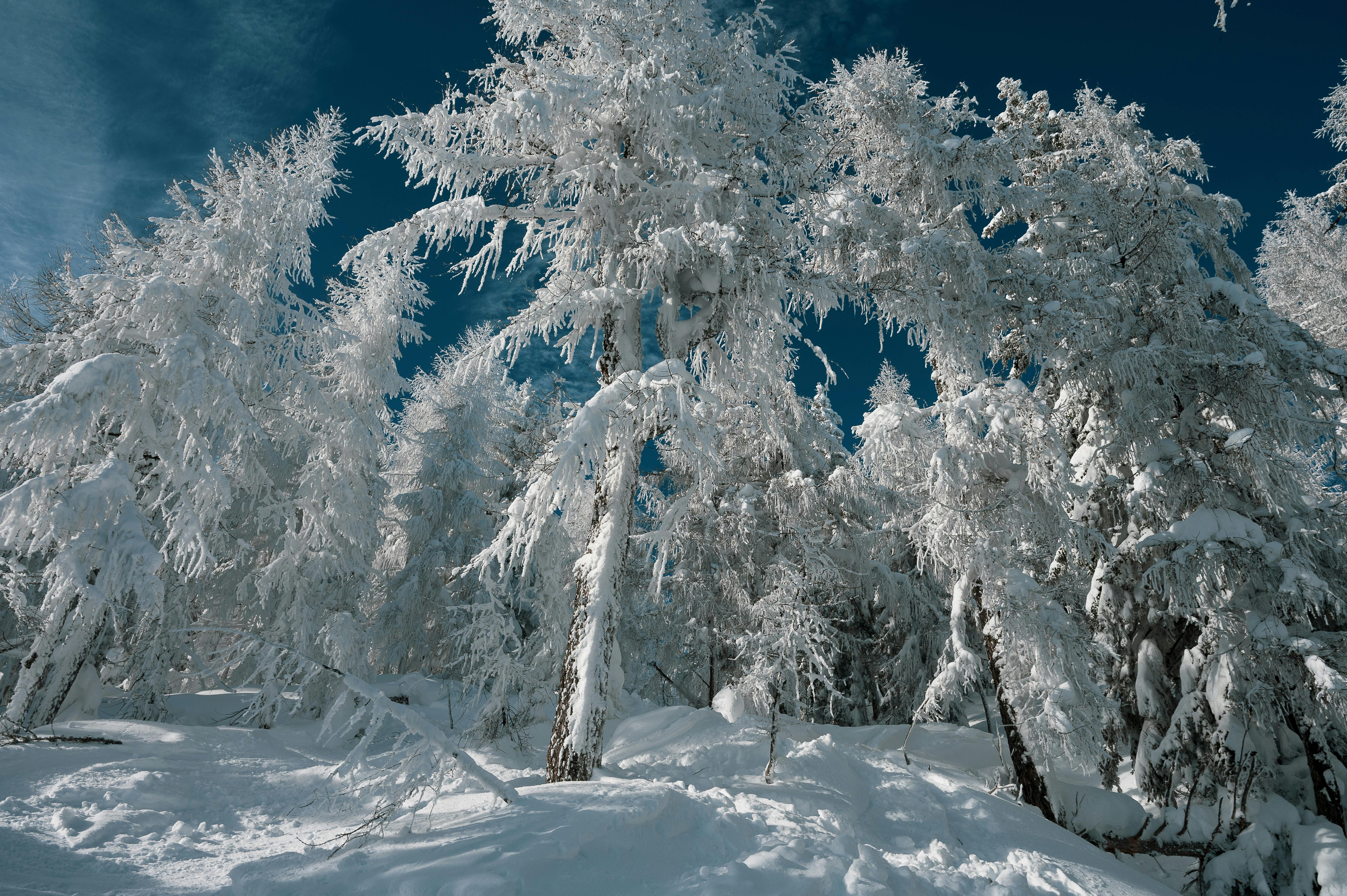 Snow on Trees · Free Stock Photo