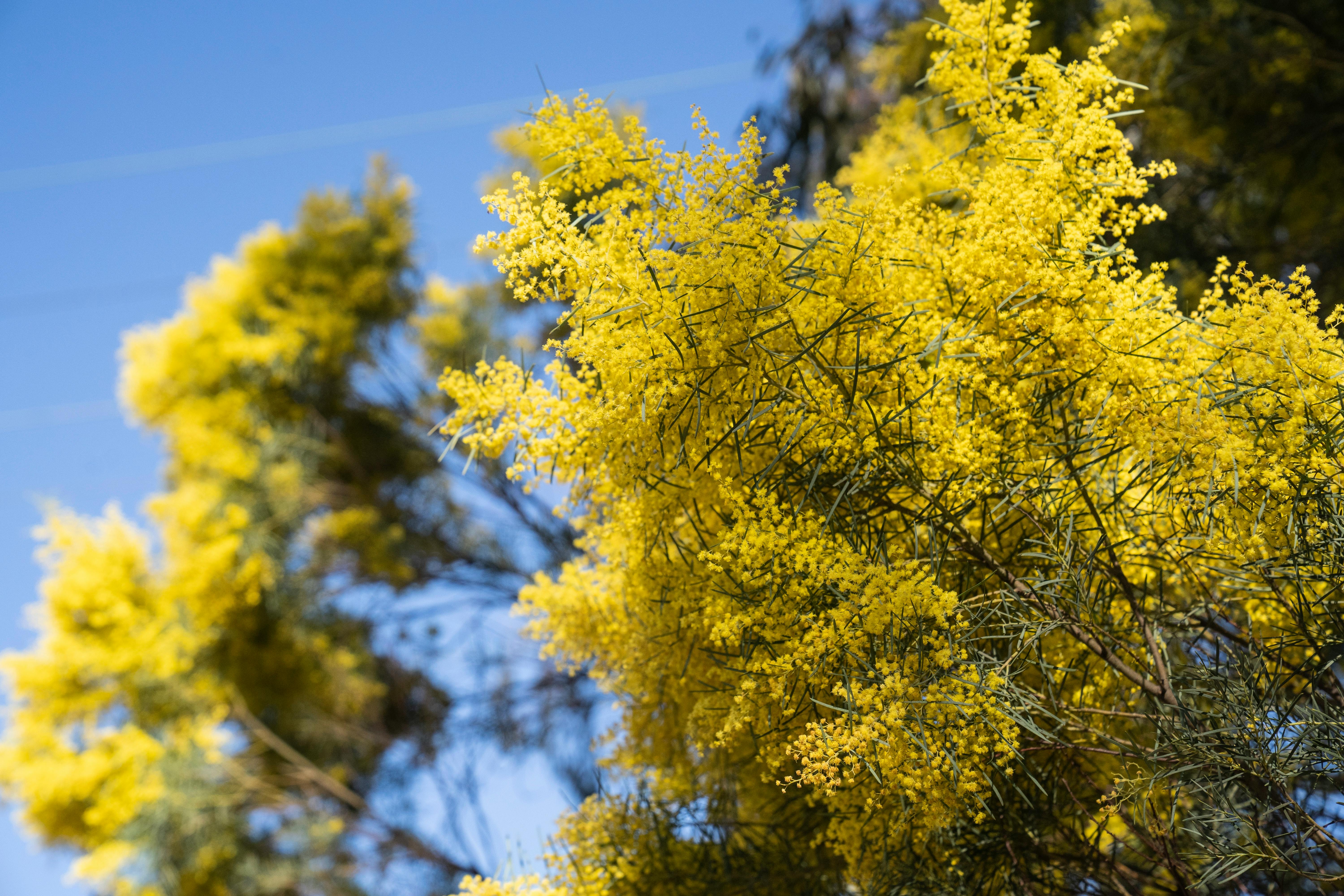 Australian Wattle Flowering Photos, Download The BEST Free Australian ...