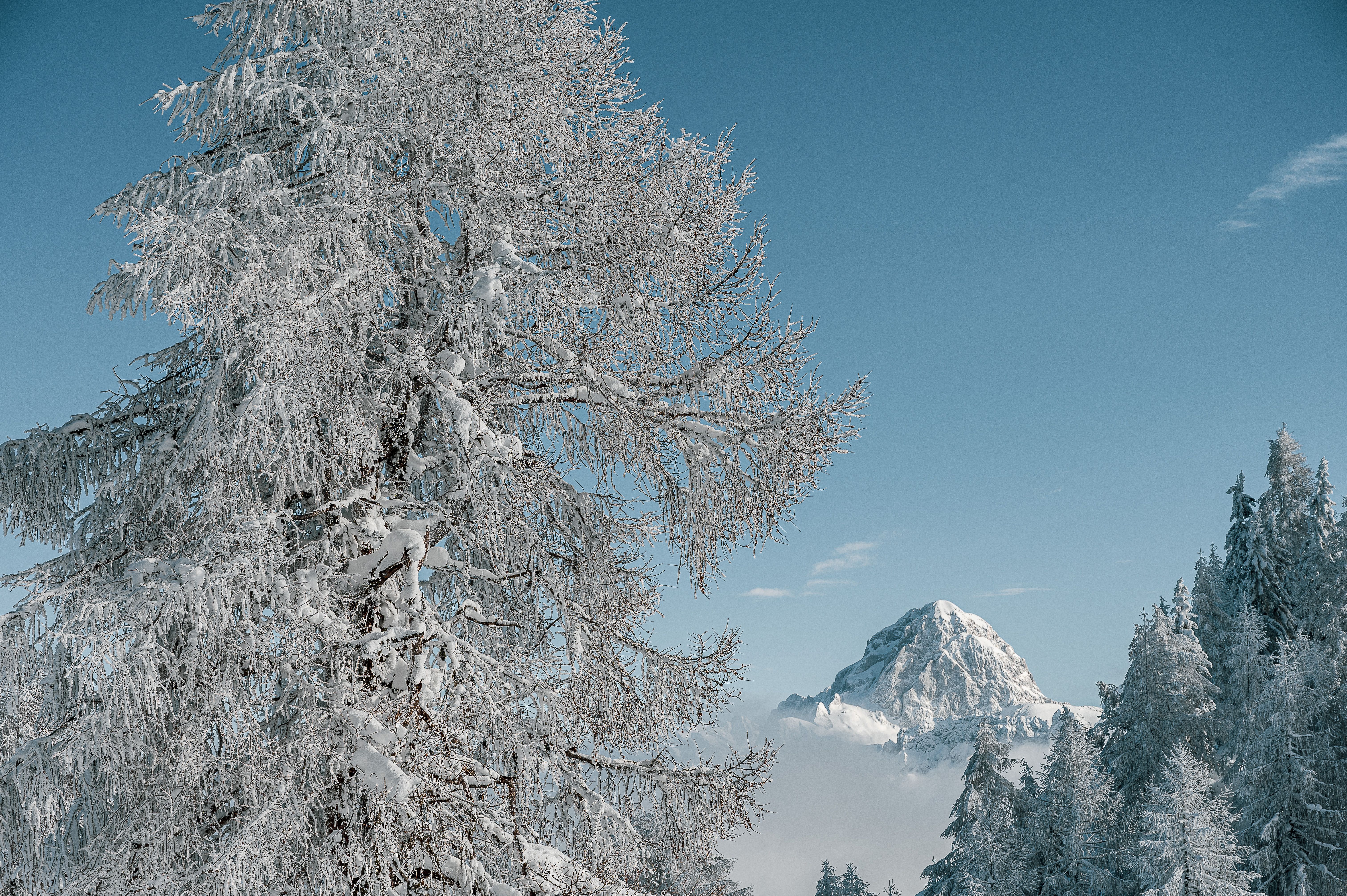 Evergreen Trees in Winter · Free Stock Photo