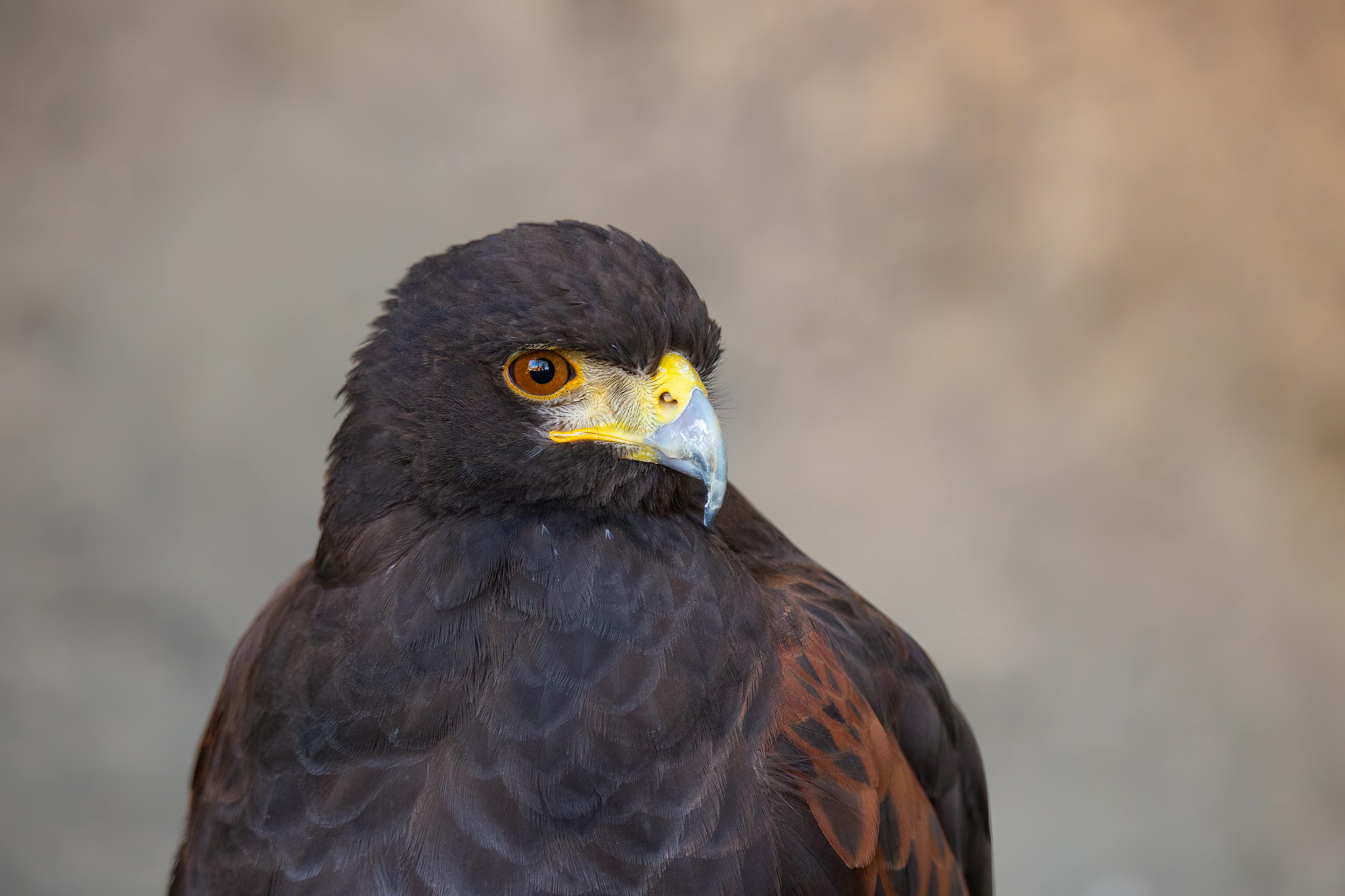 Harris Hawk · Free Stock Photo