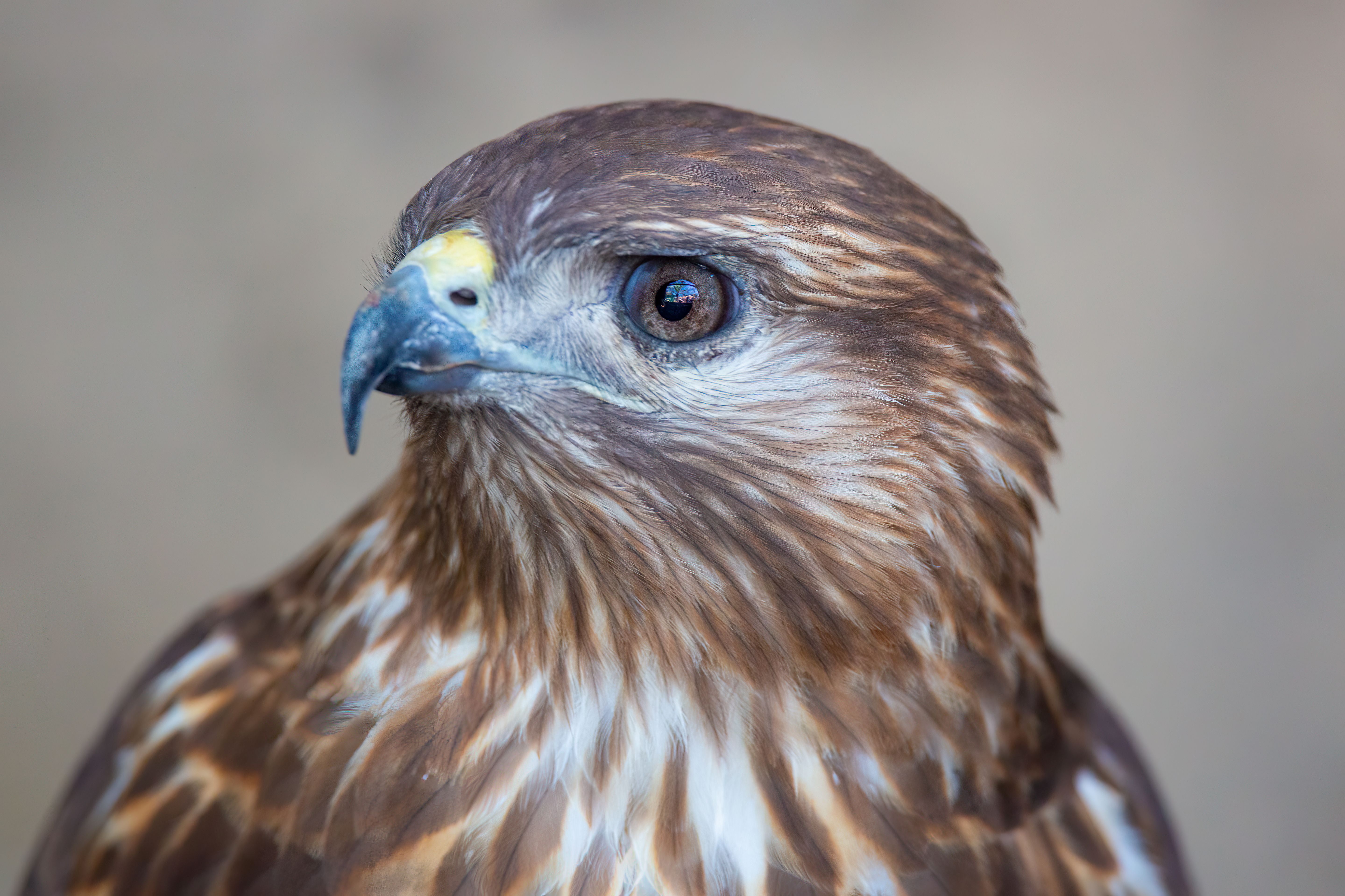Long Legged Buzzard · Free Stock Photo