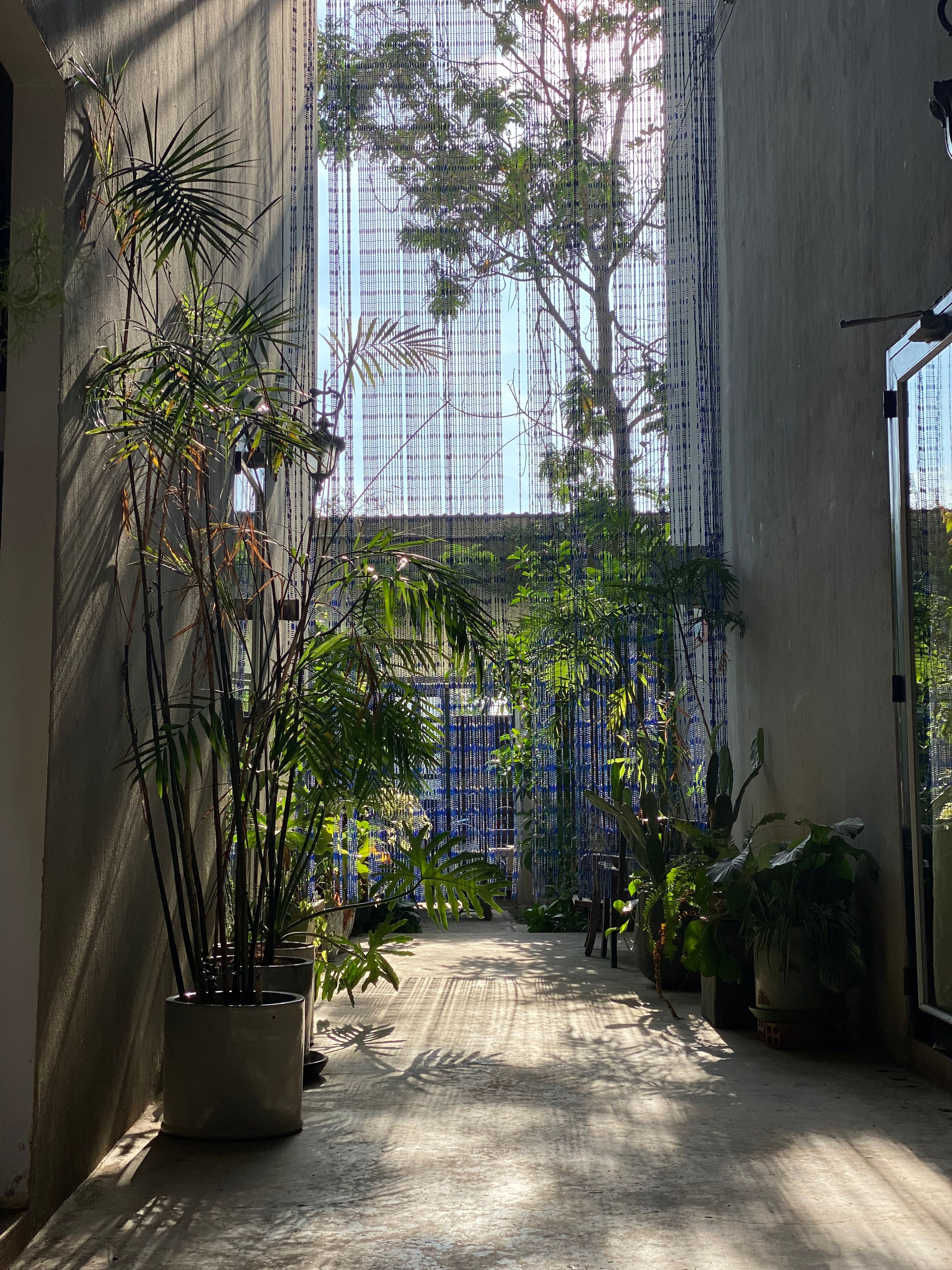 Plants on Corridor with Windows · Free Stock Photo