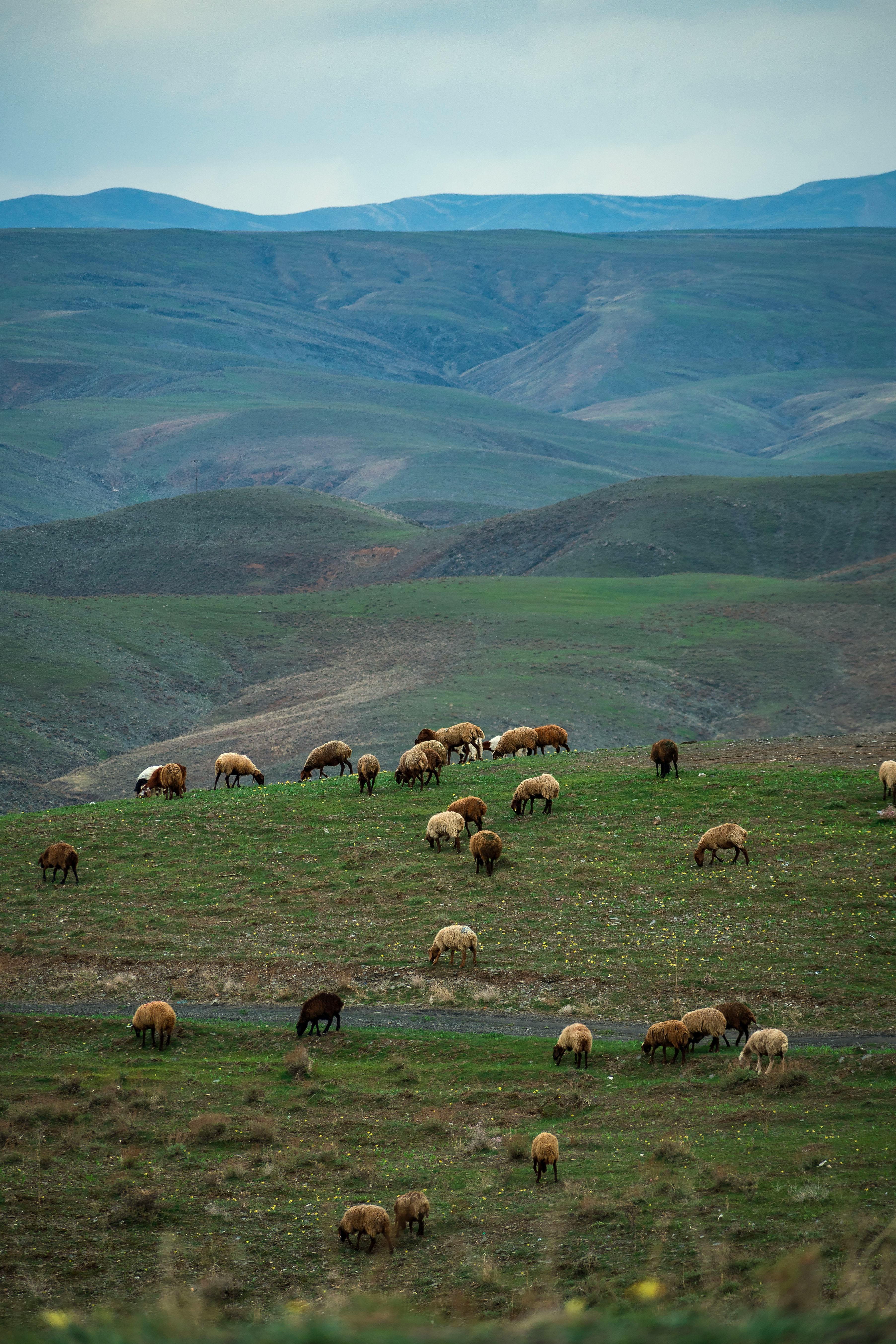 Urial Sheep Photos, Download The BEST Free Urial Sheep Stock Photos ...