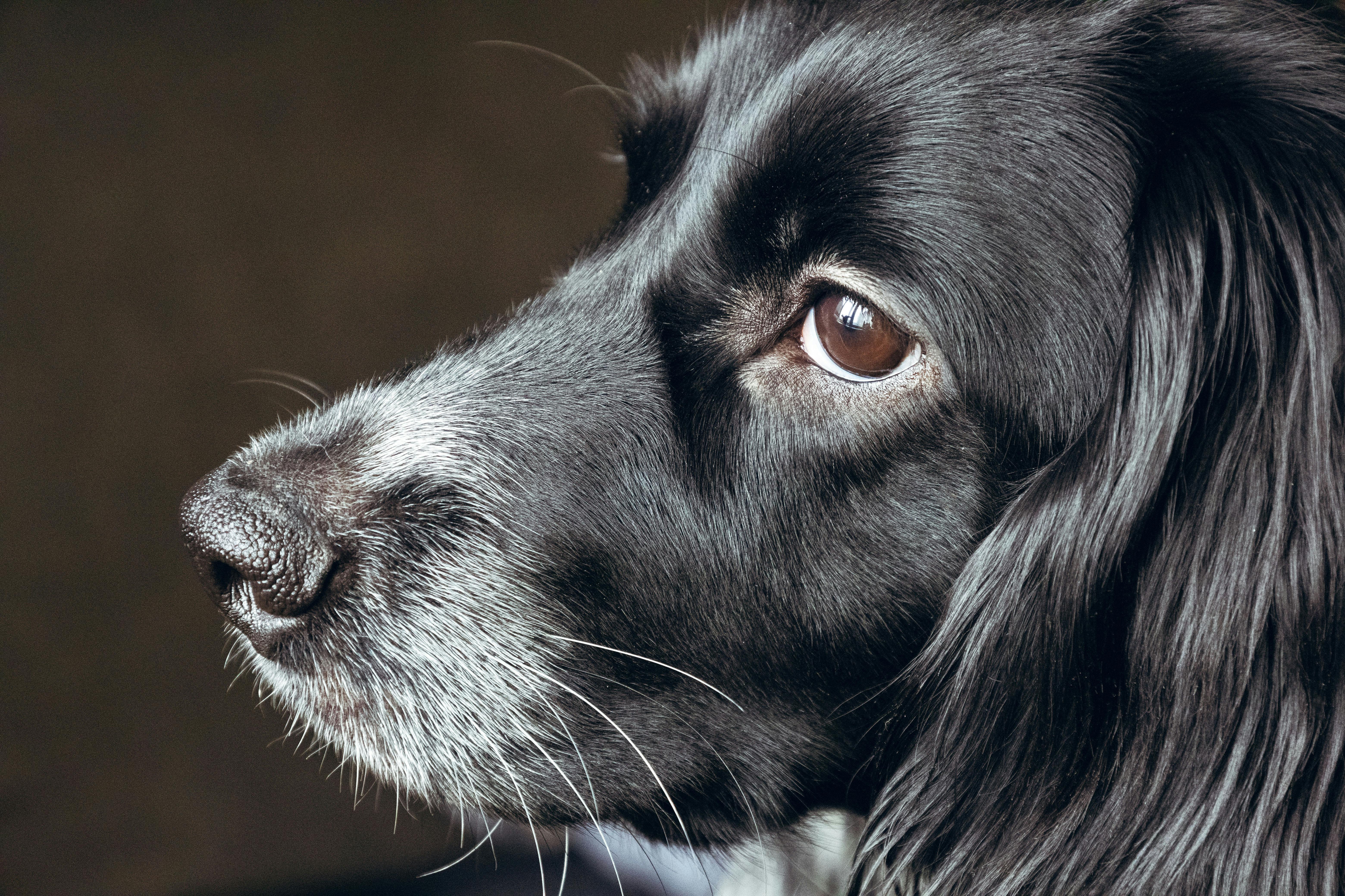 Foto profissional gratuita de @exterior, agradável, alerta, amante do ...