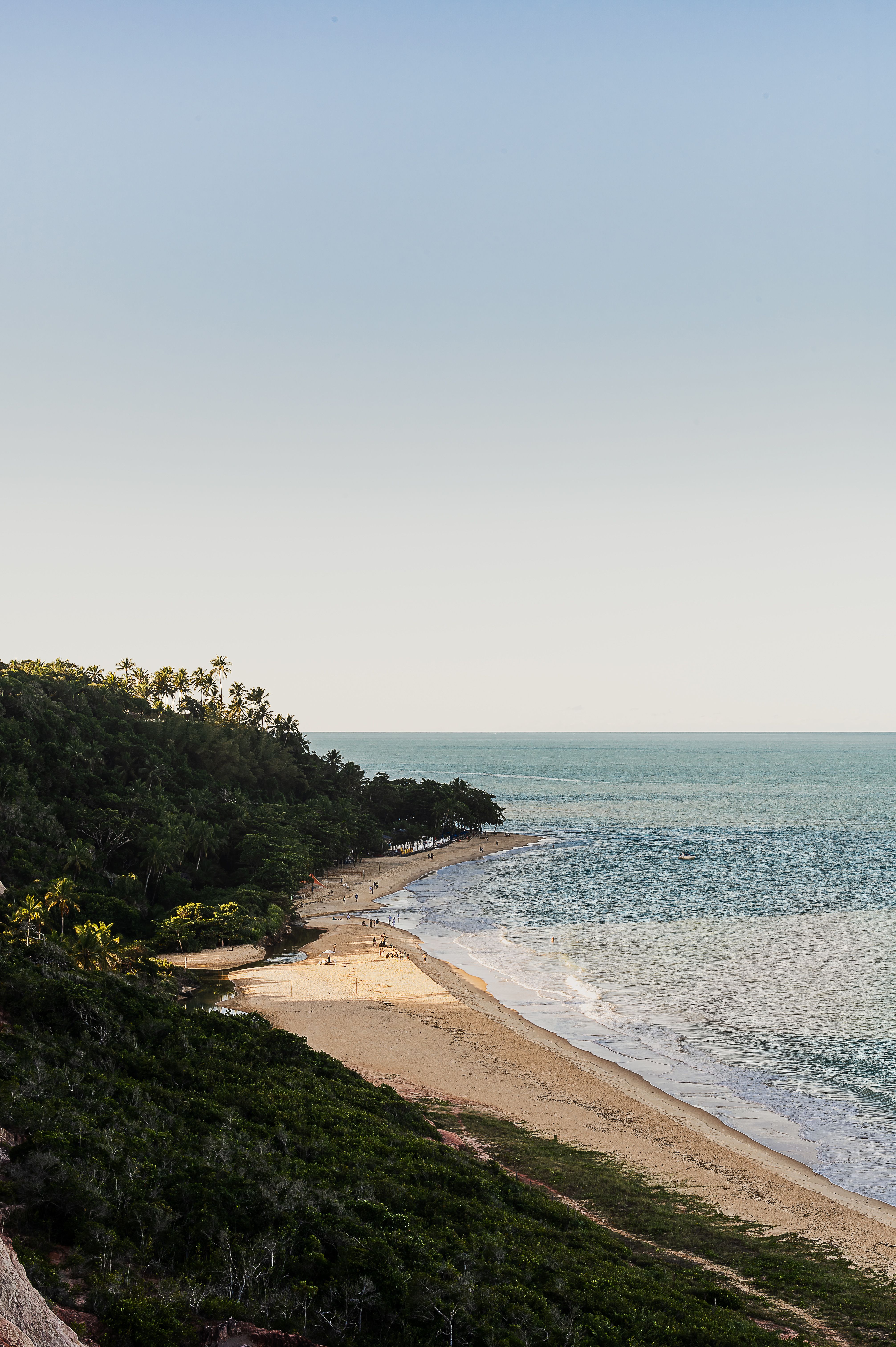 Trees Growing on Seashore · Free Stock Photo