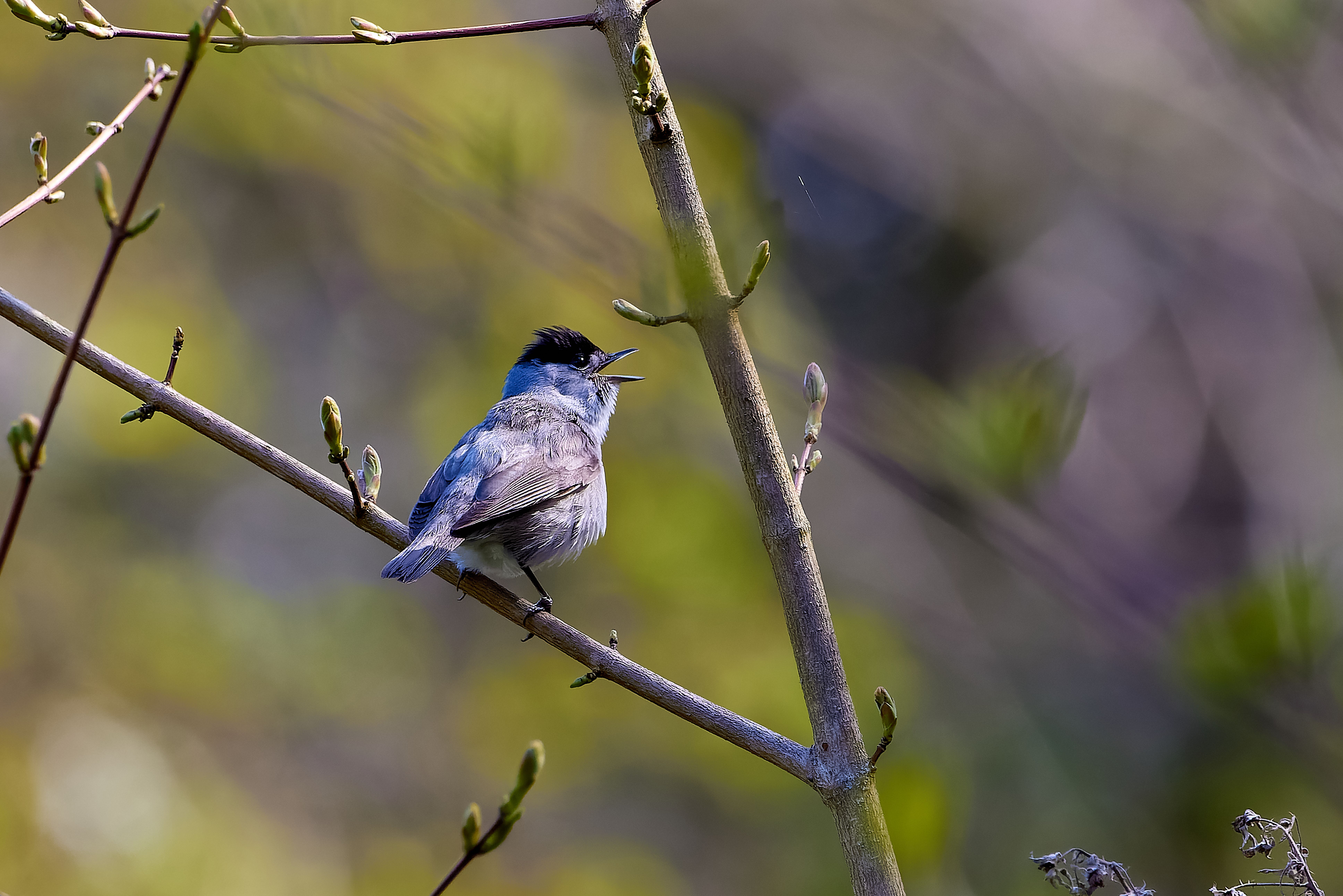 Blackcap Bird Photos, Download The BEST Free Blackcap Bird Stock Photos ...