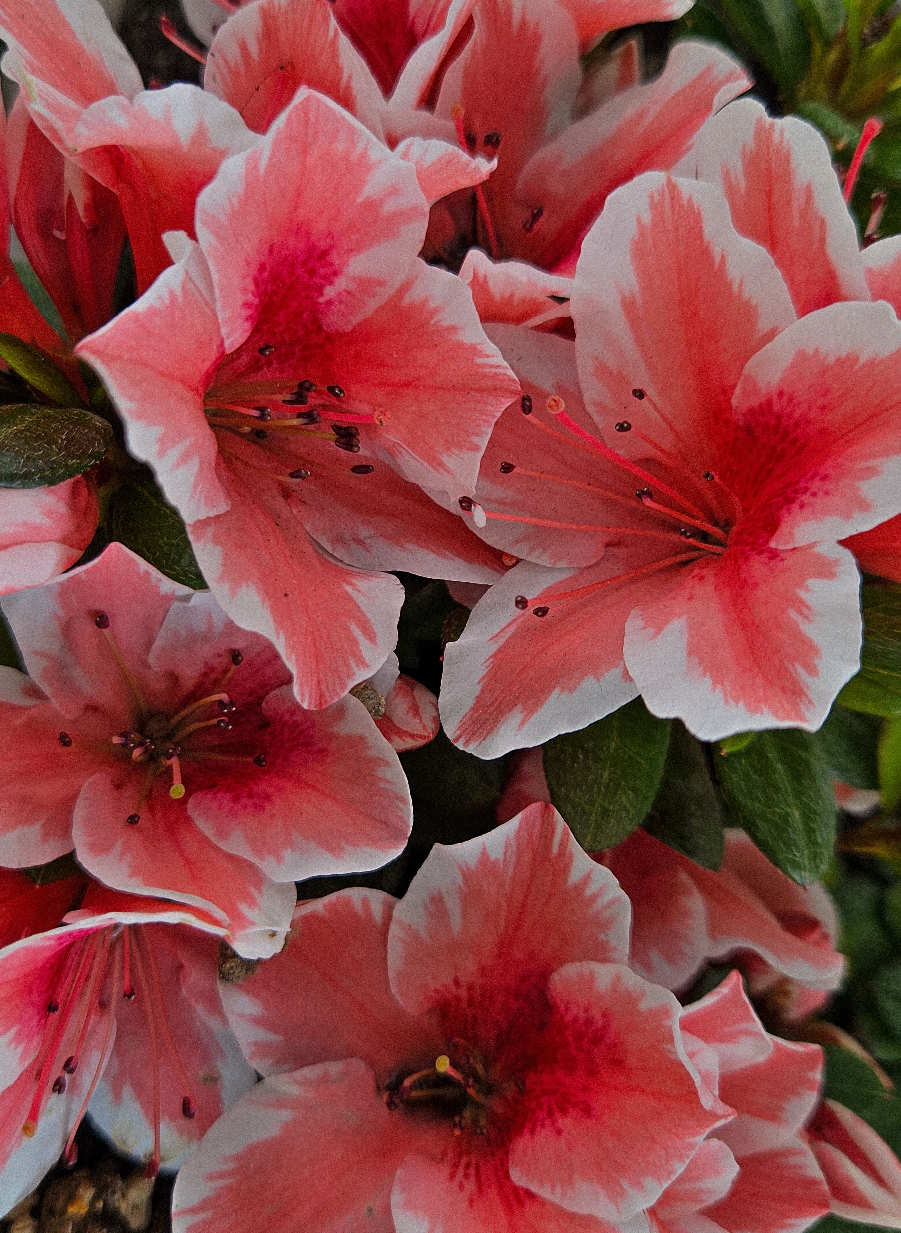 Foto de stock gratuita sobre @al aire libre, arbusto, azaleas, belleza ...