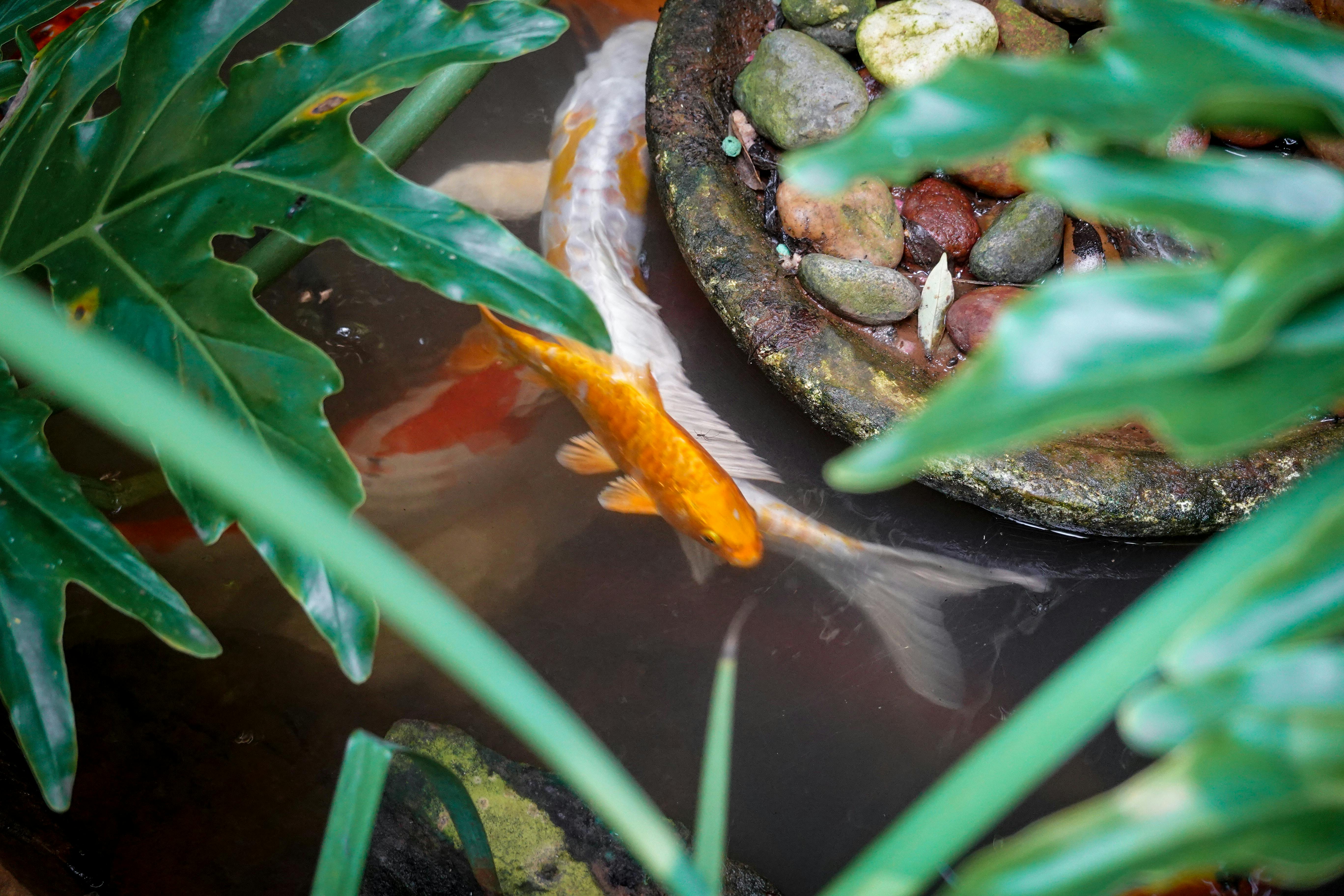 Swimming With Fish Photos, Download The BEST Free Swimming With Fish ...