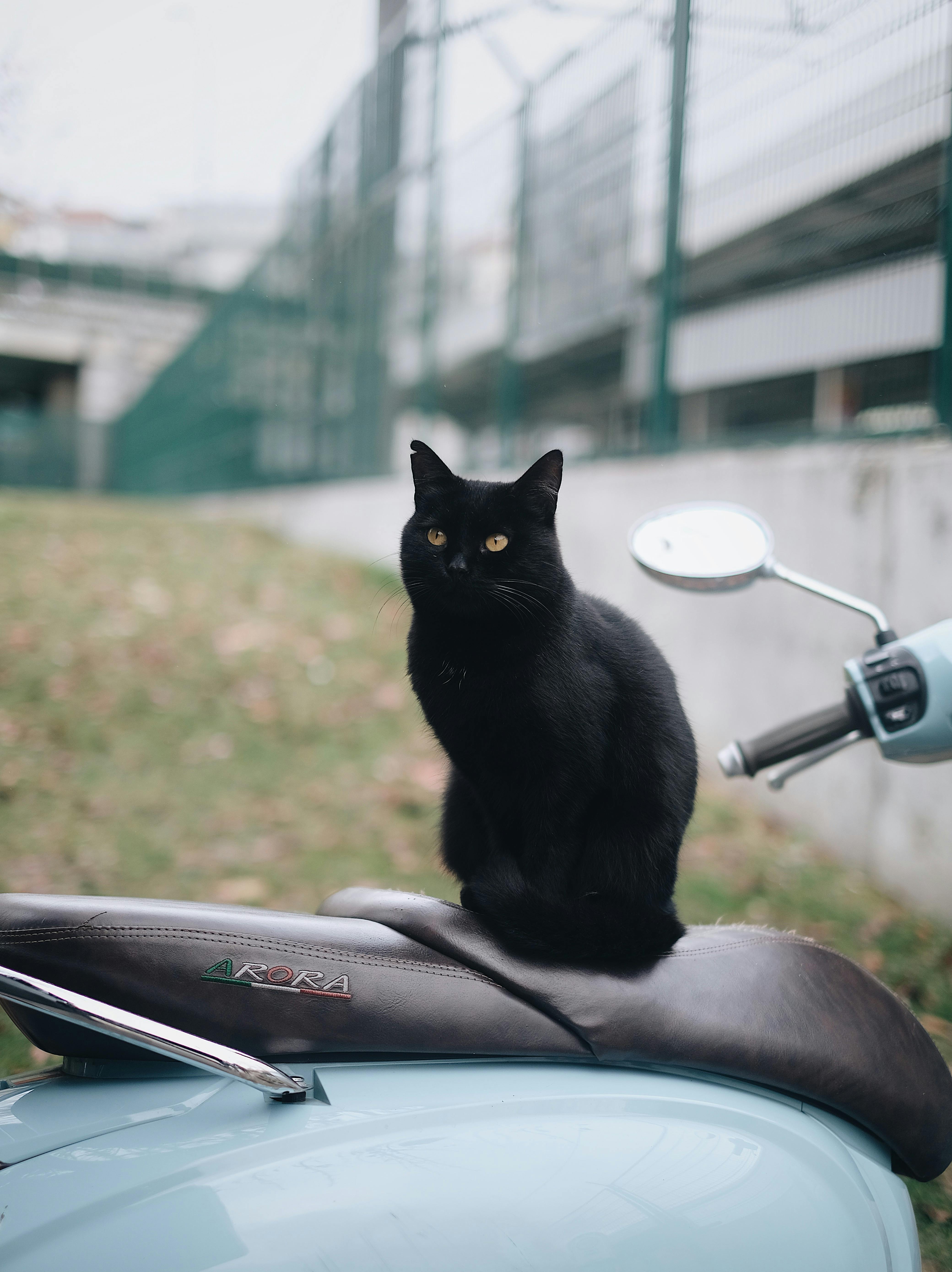 Yawning Cat Sitting on a Red Honda Motorcycle · Free Stock Photo