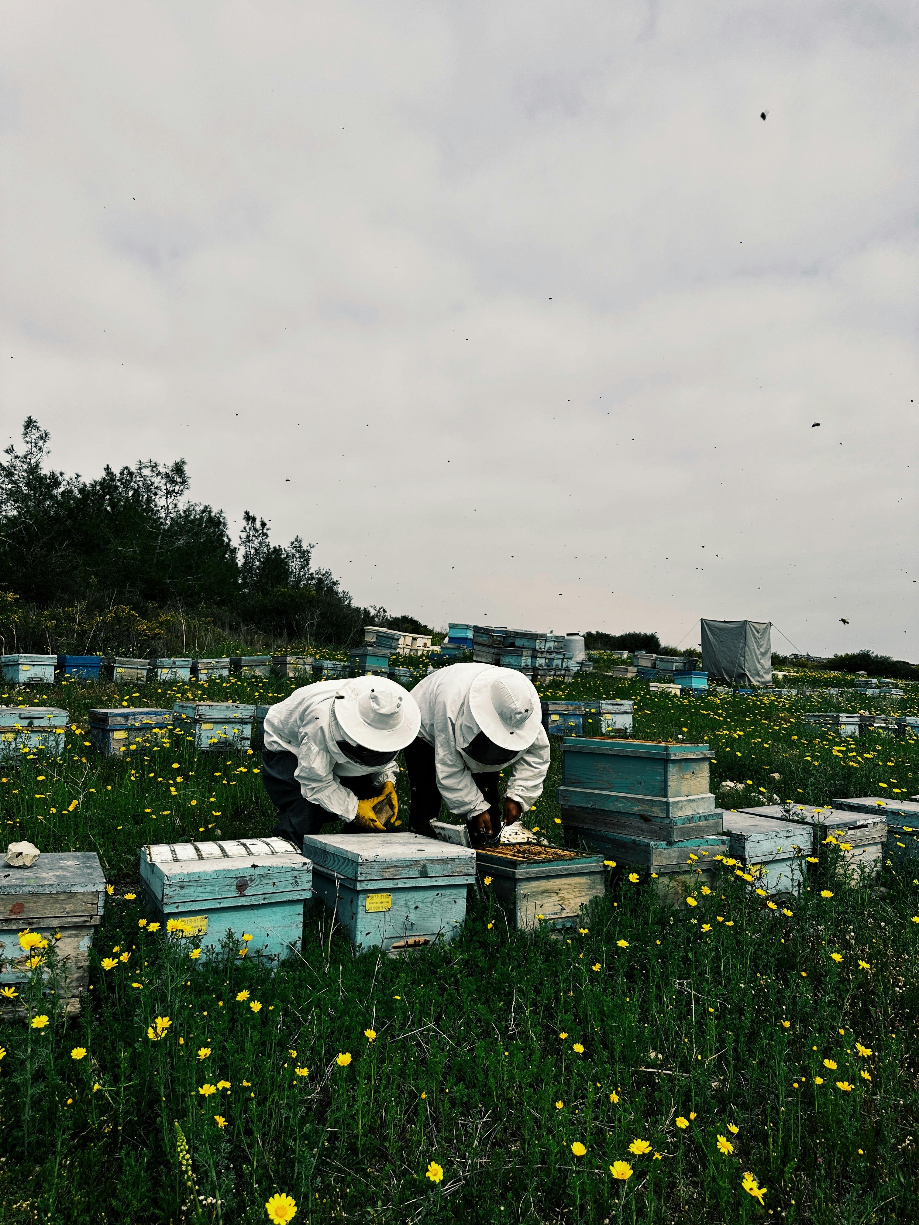 People Working on a Bee Farm · Free Stock Photo