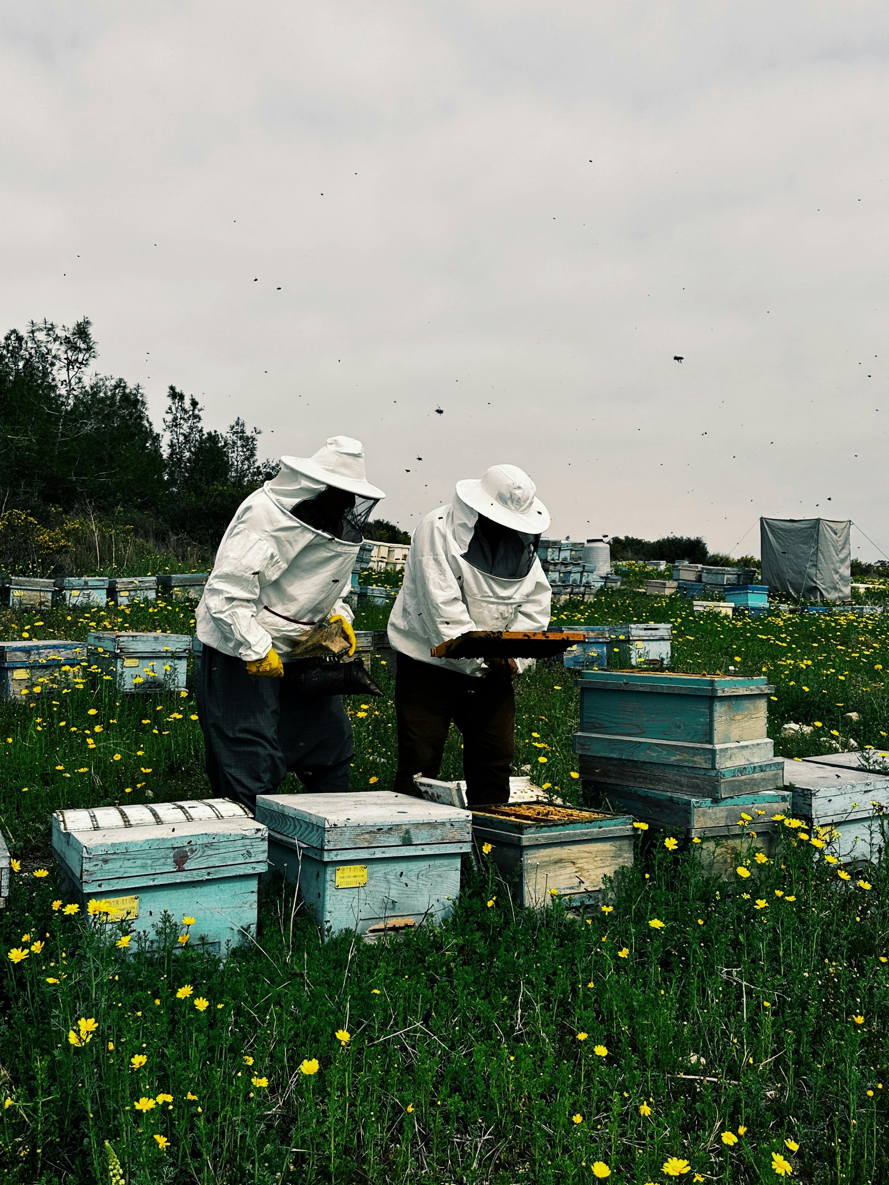 Professional Beekeepers Photos, Download The BEST Free Professional ...
