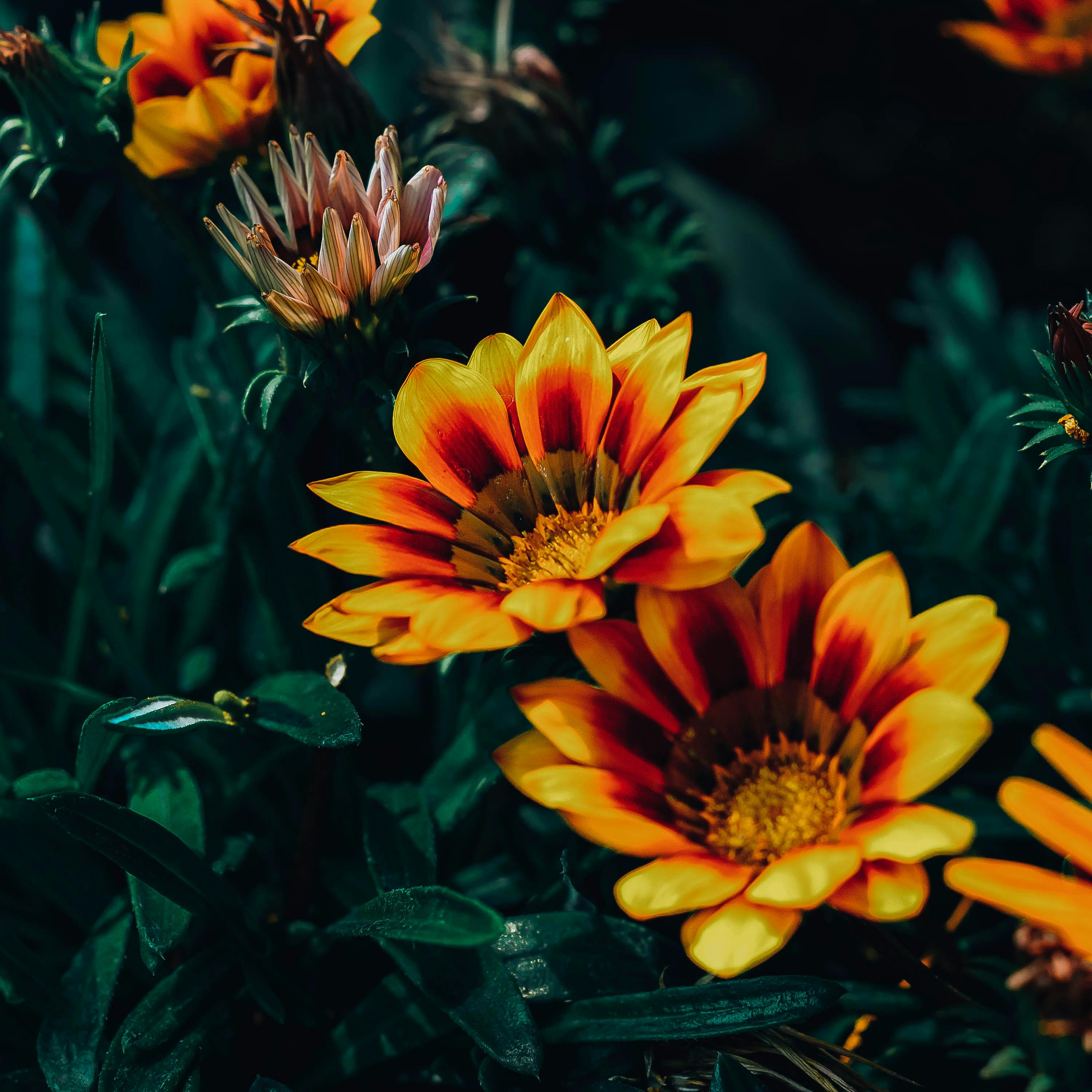 Yadanar Kyaw - 사진