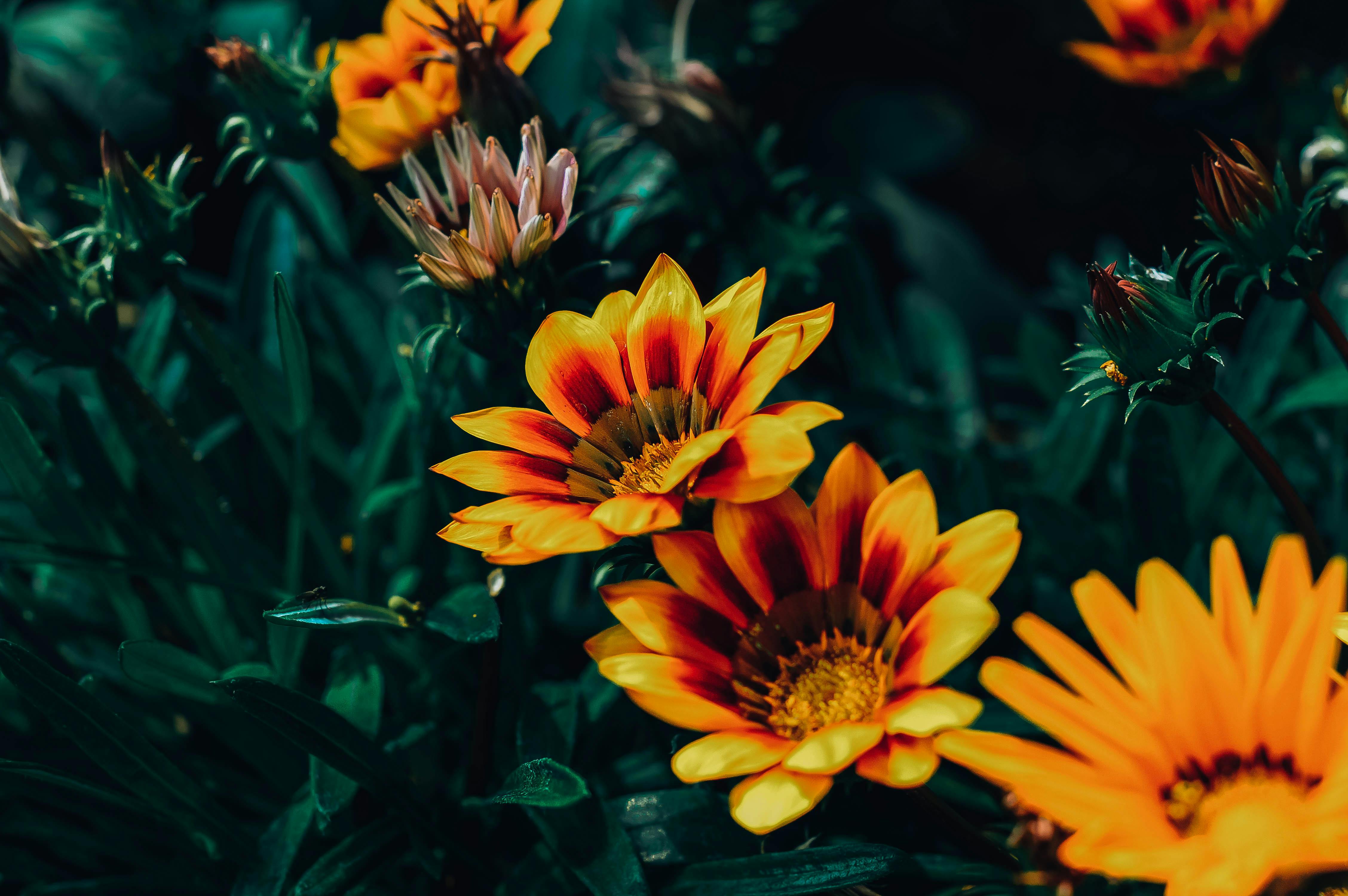 Yadanar Kyaw - 사진