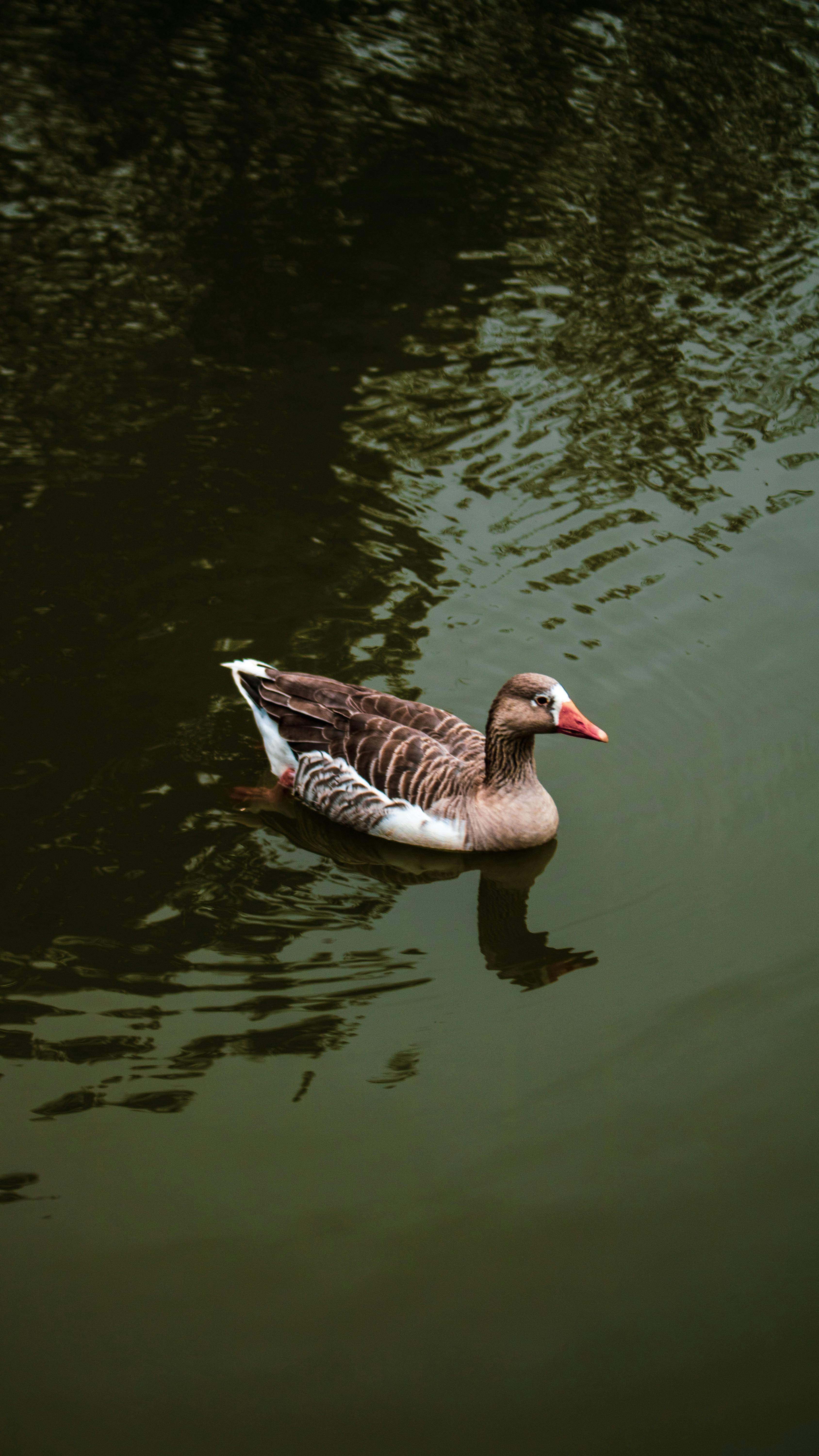 A Goose in the Water · Free Stock Photo