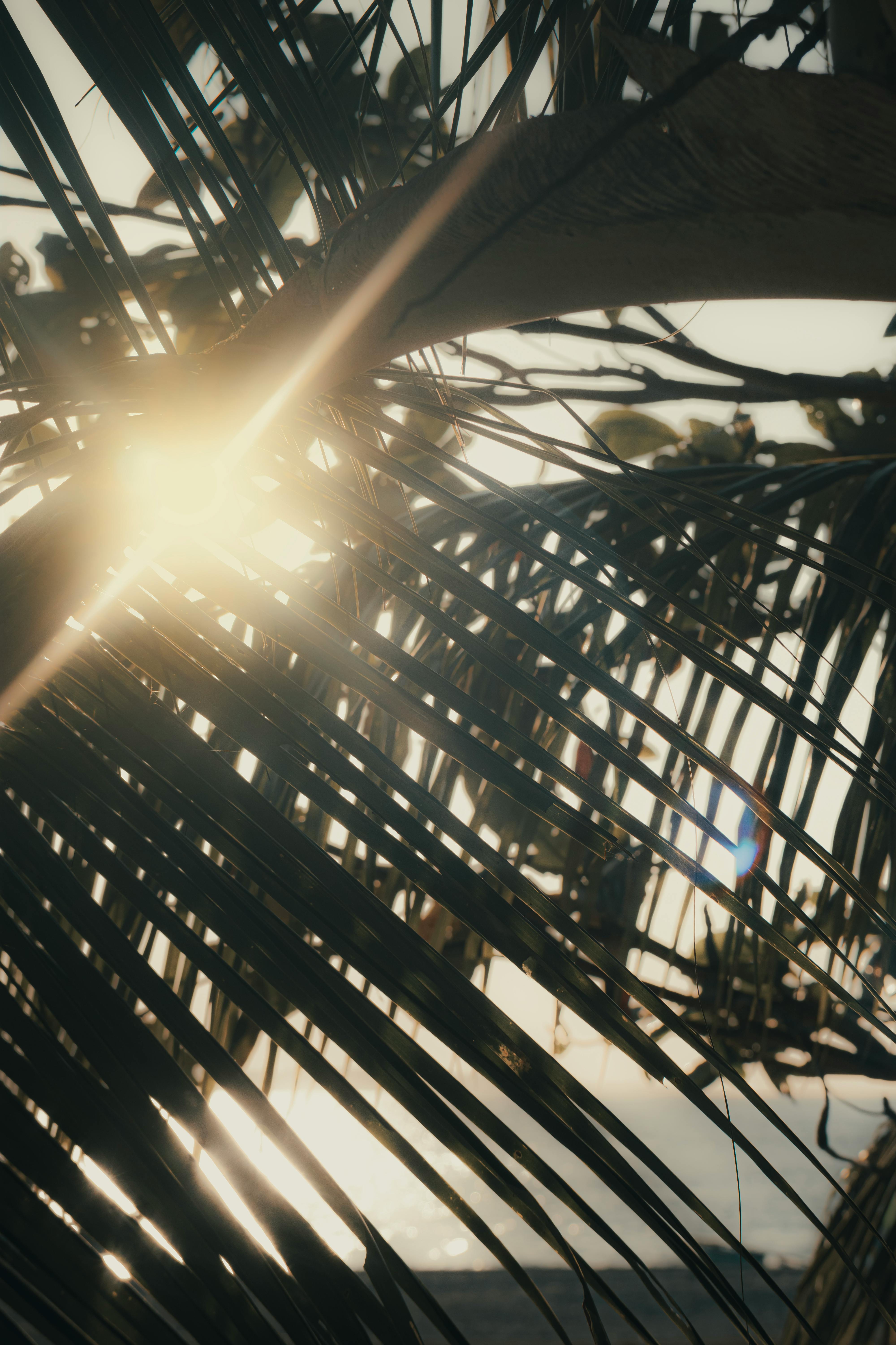 Sun Seen Through Exotic Leaves · Free Stock Photo Sun Seen Through Exotic Leaves · Free Stock Photo