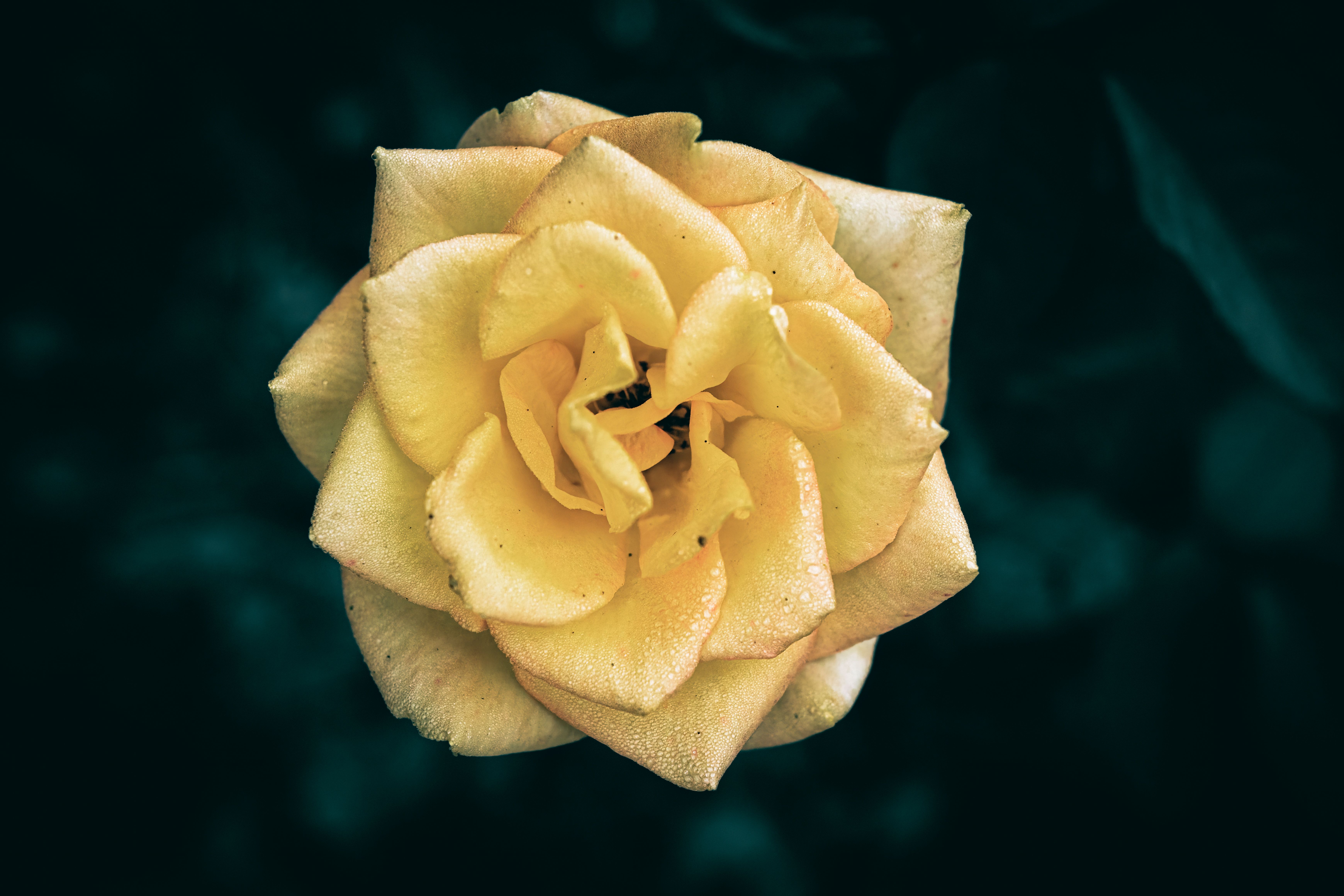 Yellow Rose Flower · Free Stock Photo