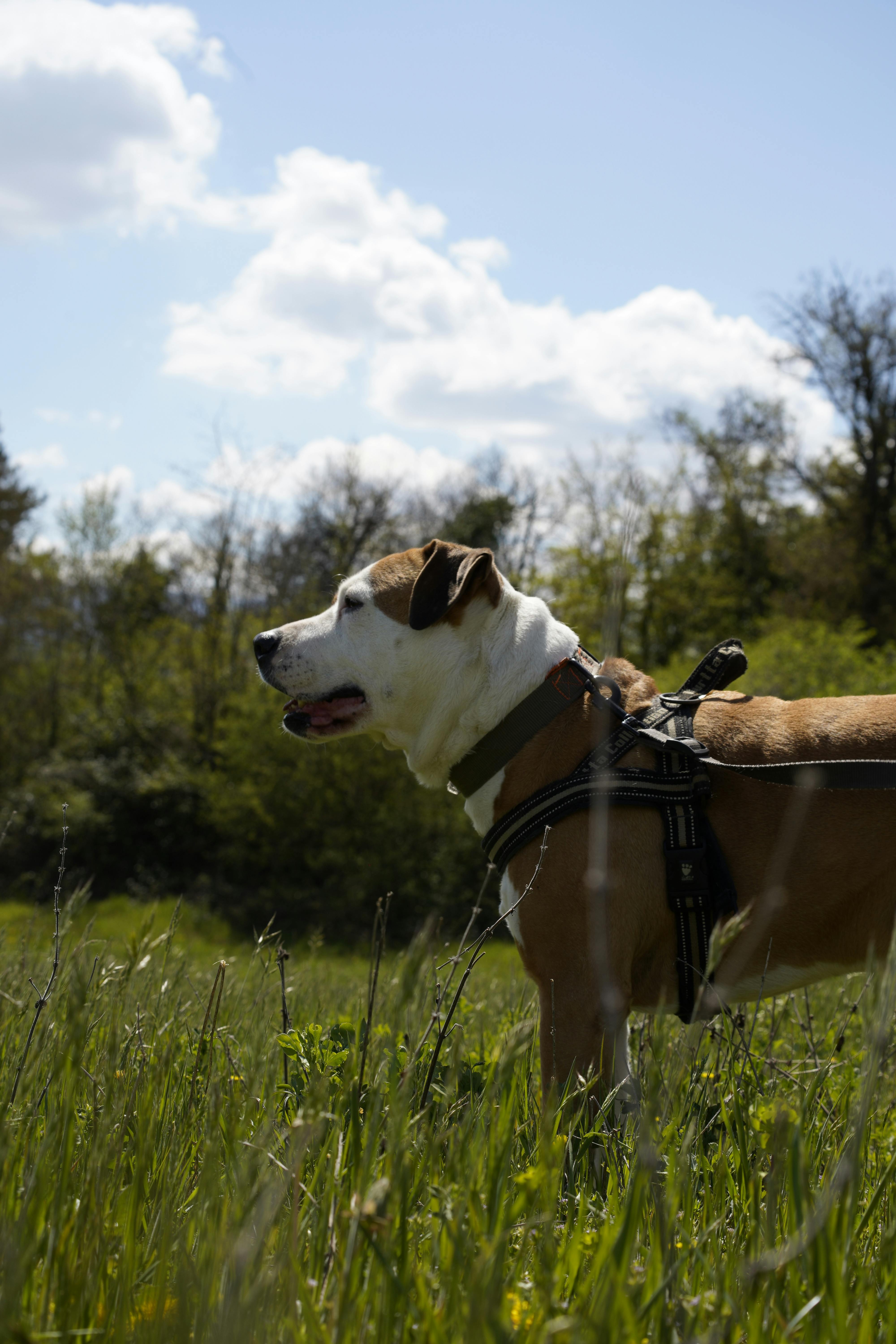 Free Non Copyrighted Portrait Photos, Download The BEST Free Free Non ...