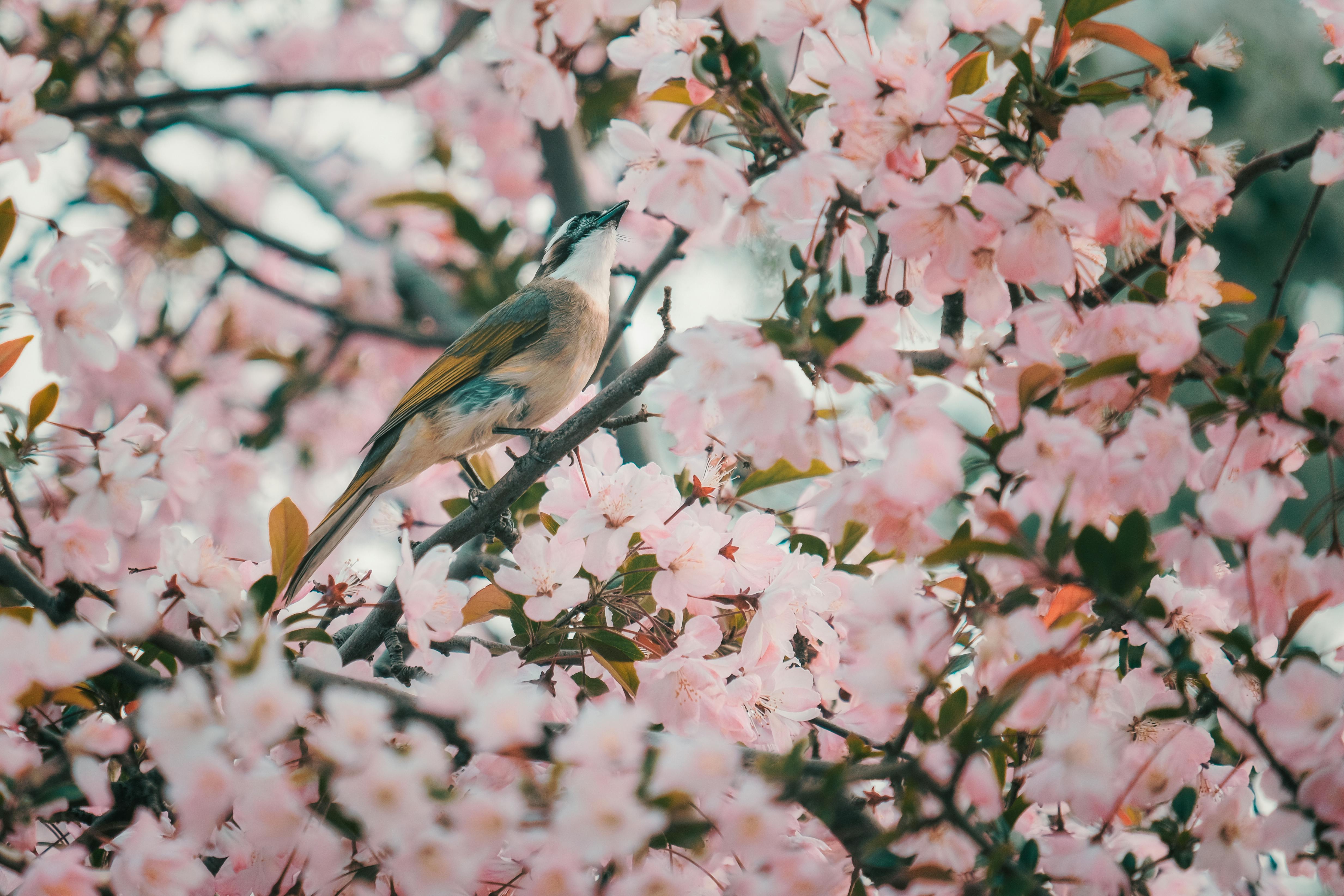 Songbird Perching on a Blossoming Tree · Free Stock Photo