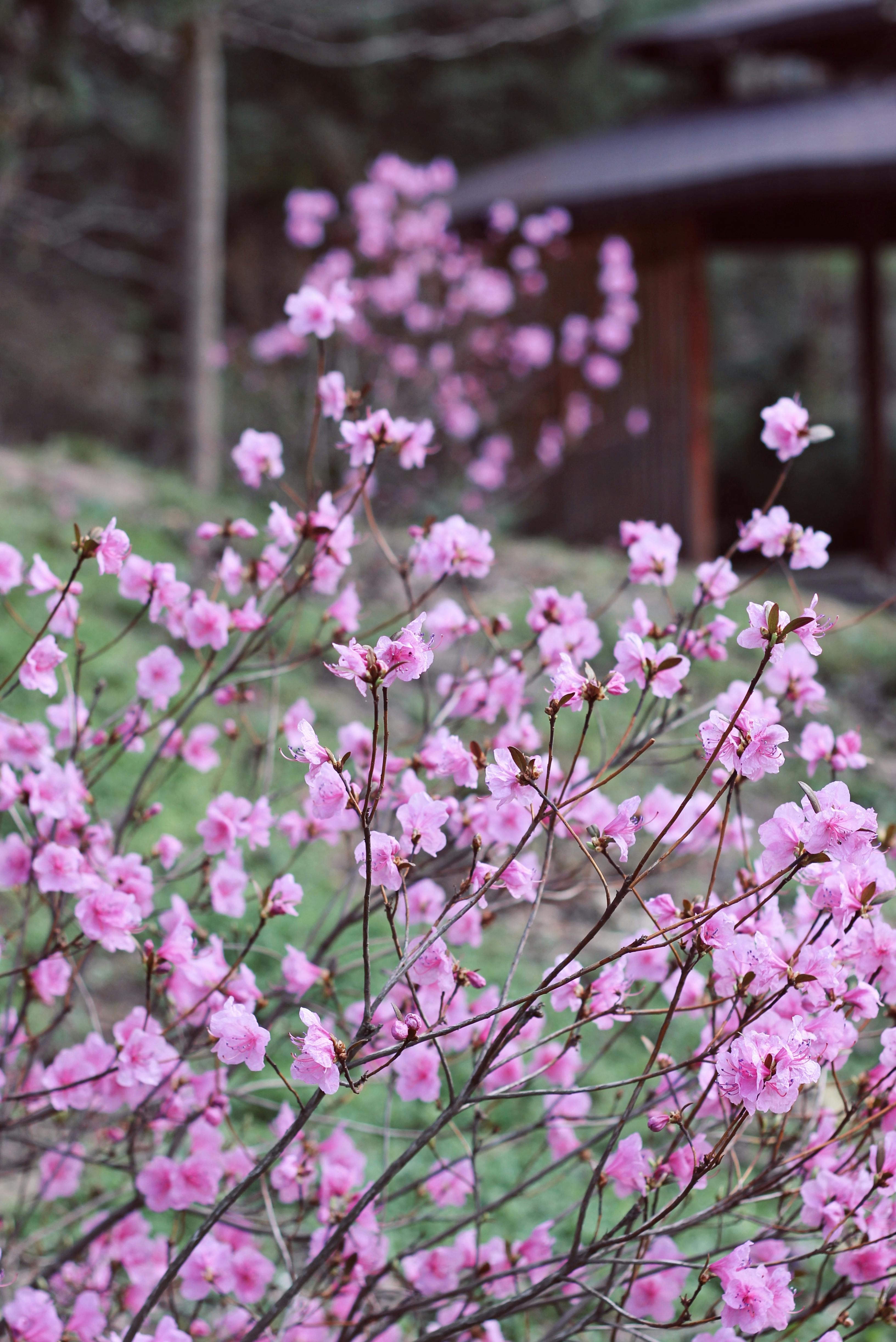 Pink Blossoms in Spring · Free Stock Photo