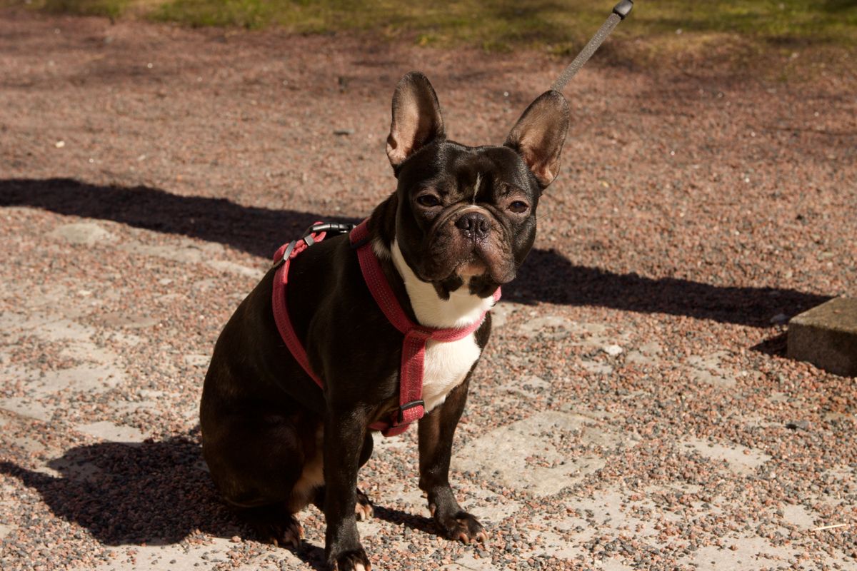 A Comprehensive Guide to Understanding Dog Face Types