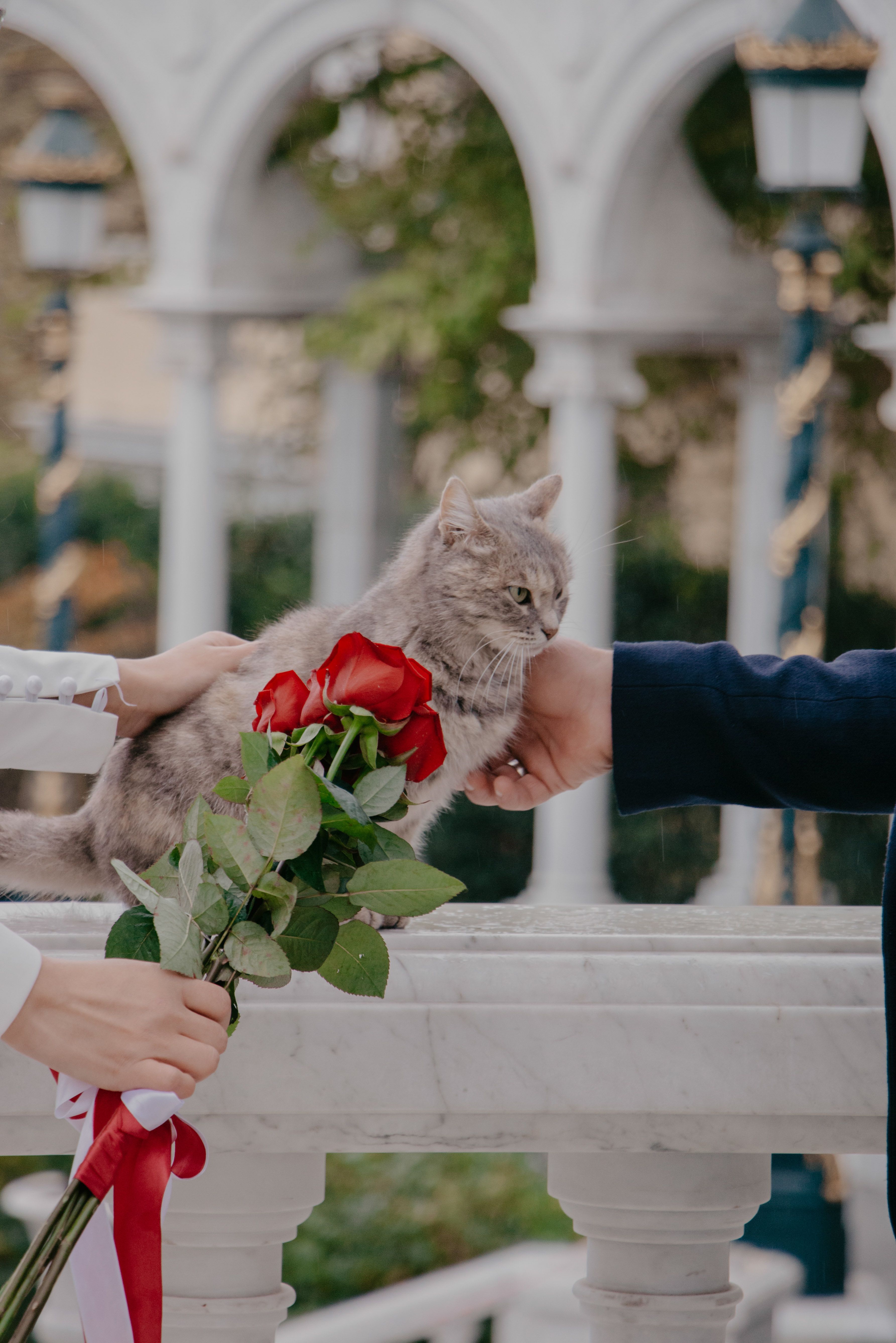 Female Cat Photos, Download The BEST Free Female Cat Stock Photos & HD ...