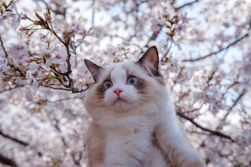 Cat No Background Photos, Download The BEST Free Cat No Background ...