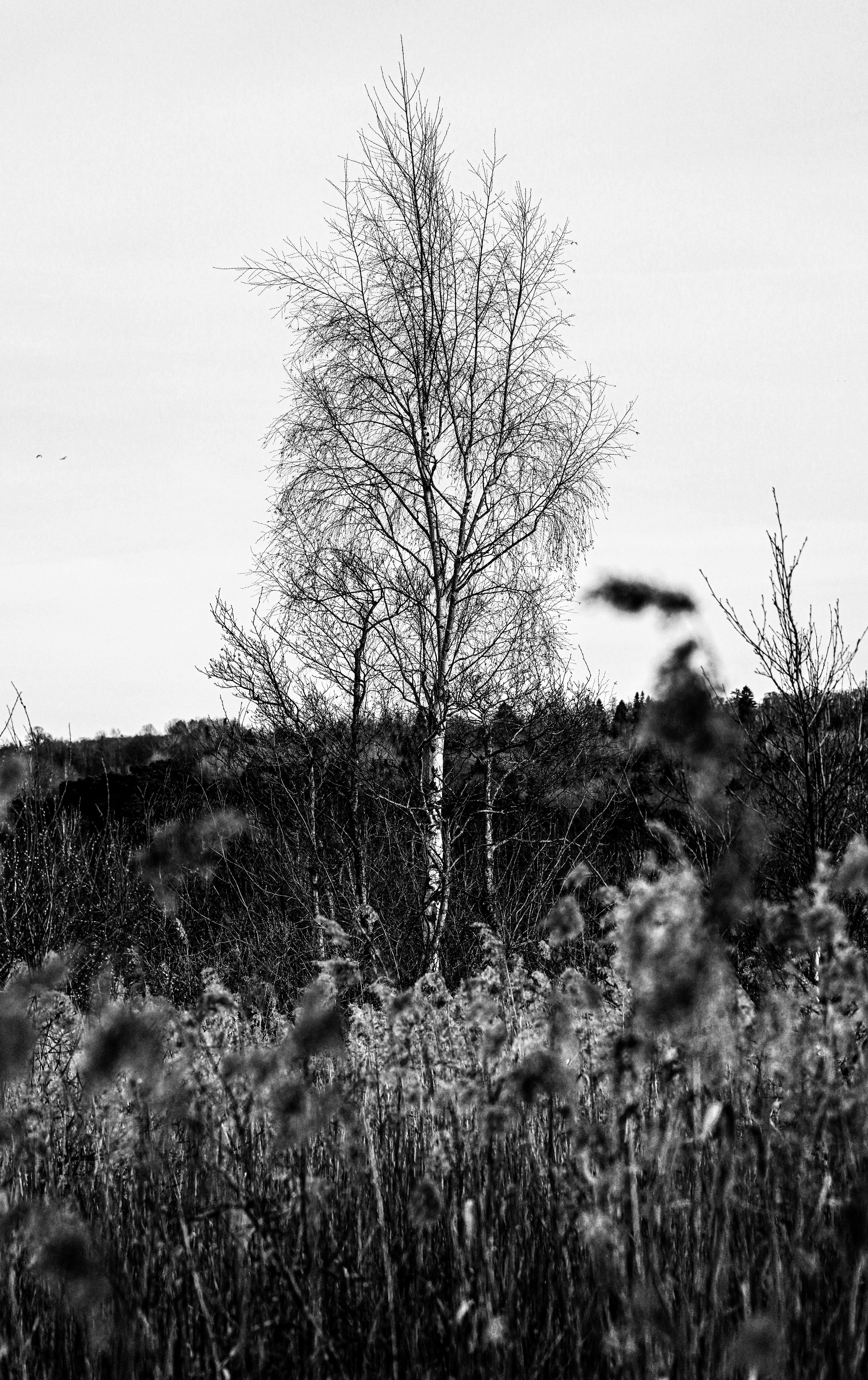 Tree Growing on Hill in Wild Nature · Free Stock Photo