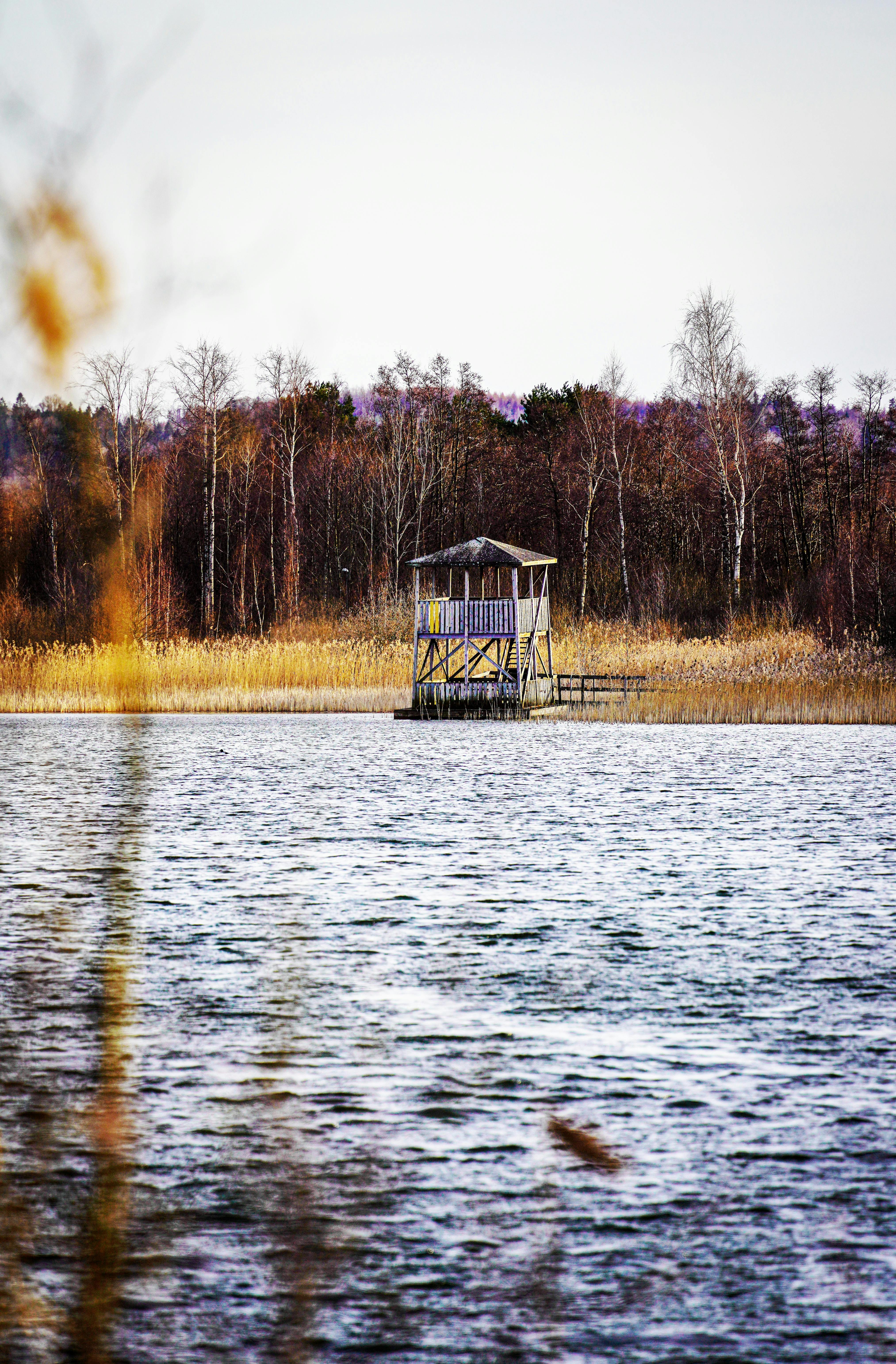 Trees Near Body of Water · Free Stock Photo