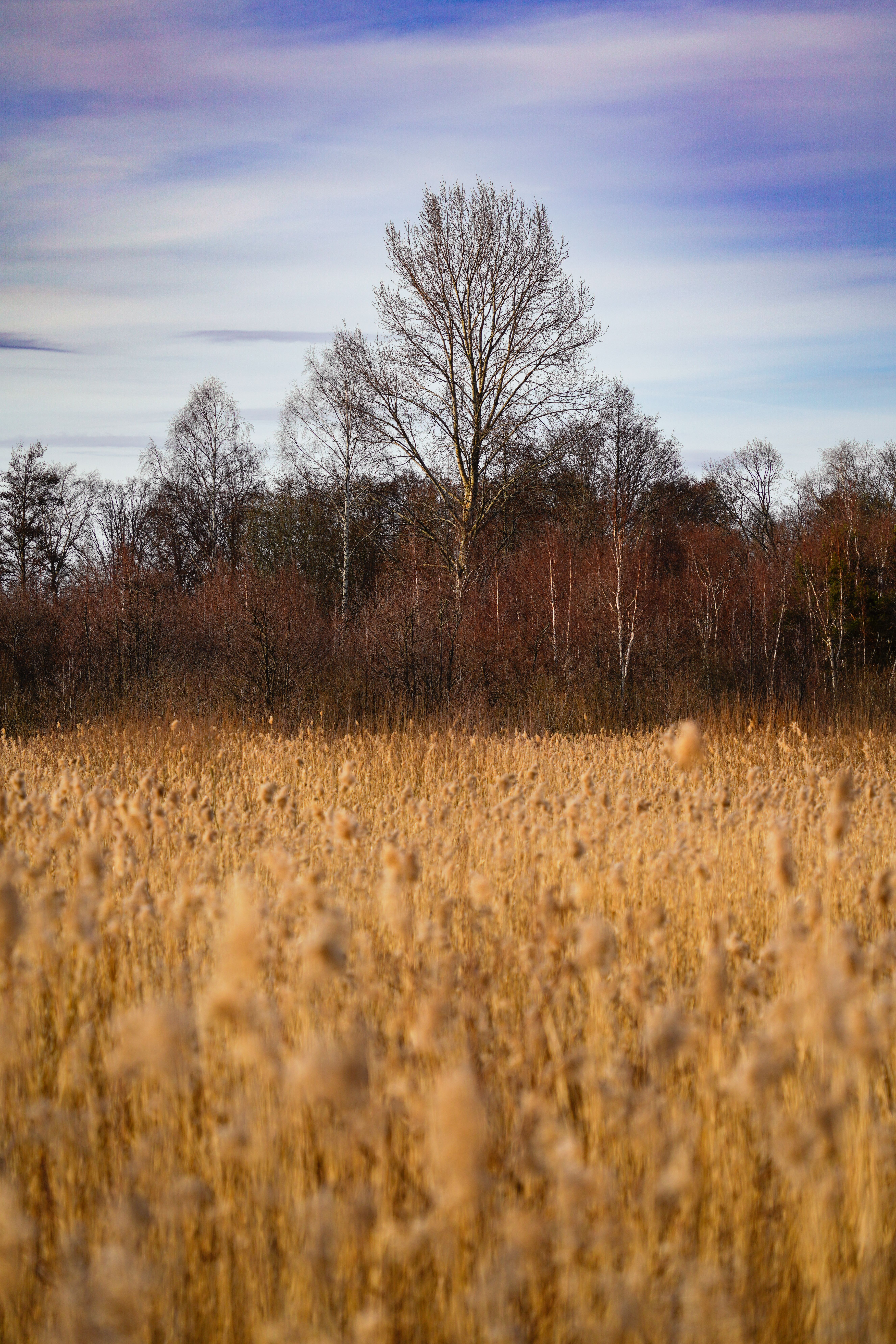 A Dry Grass Field and Trees in Autumn · Free Stock Photo
