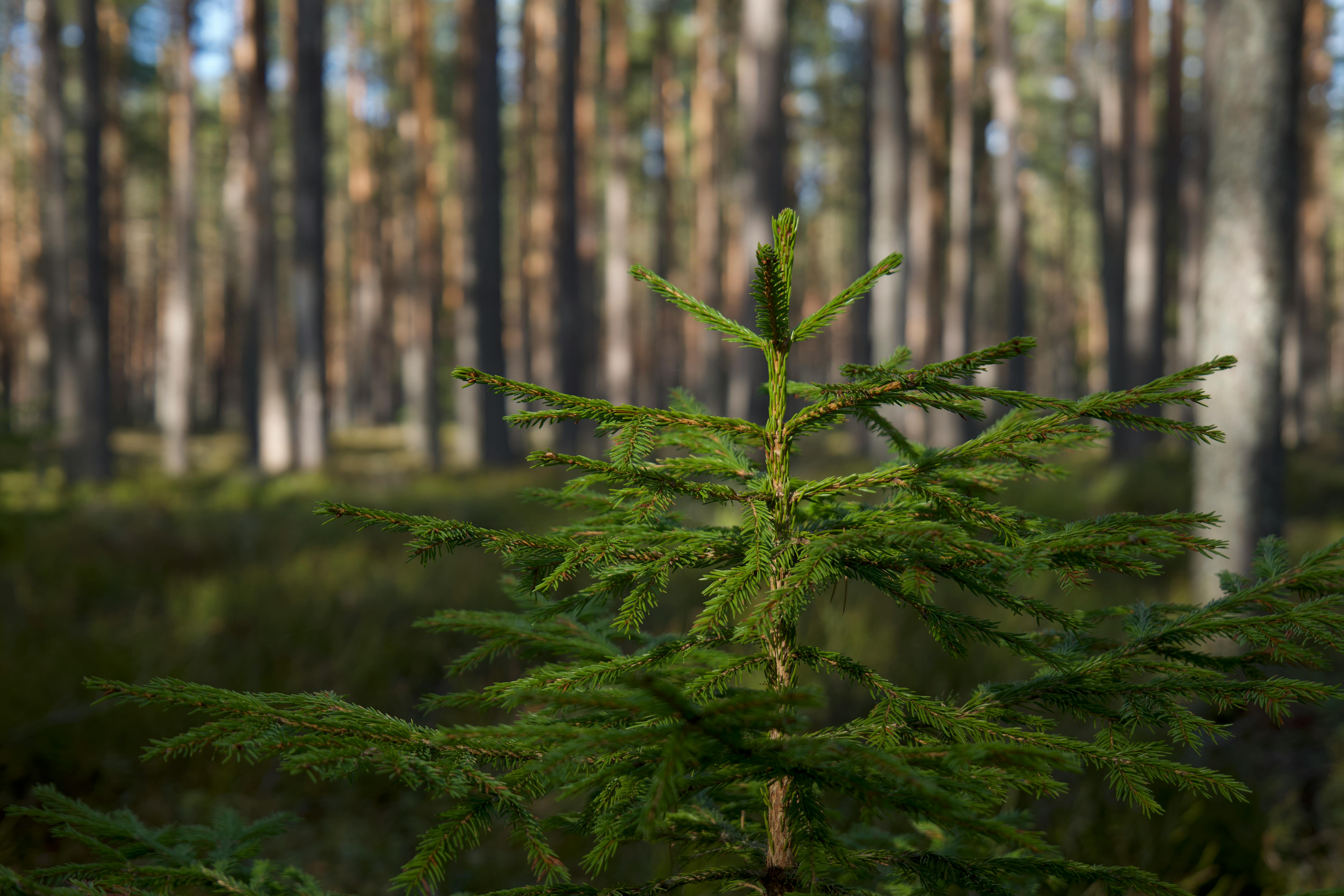 Small, Evergreen Tree in Forest · Free Stock Photo