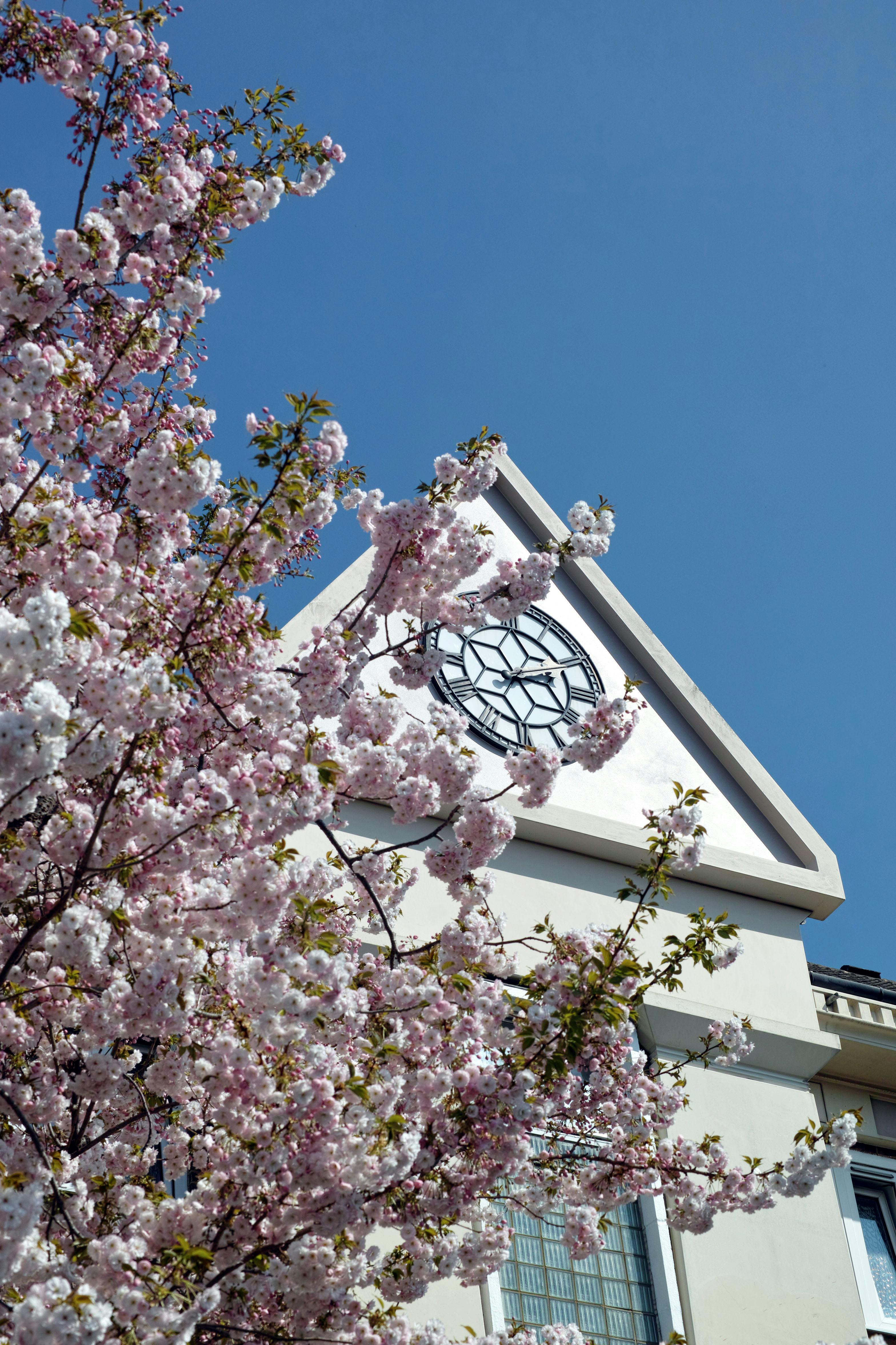 Hospital Building Tree Photos, Download The BEST Free Hospital Building ...