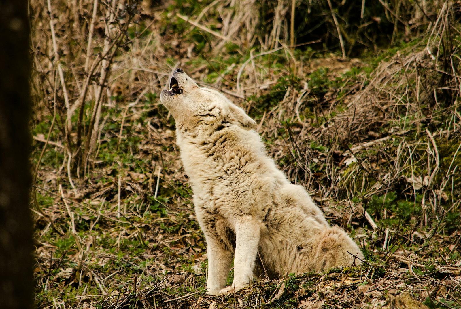 Wolf Howling Photos, Download The BEST Free Wolf Howling Stock Photos ...