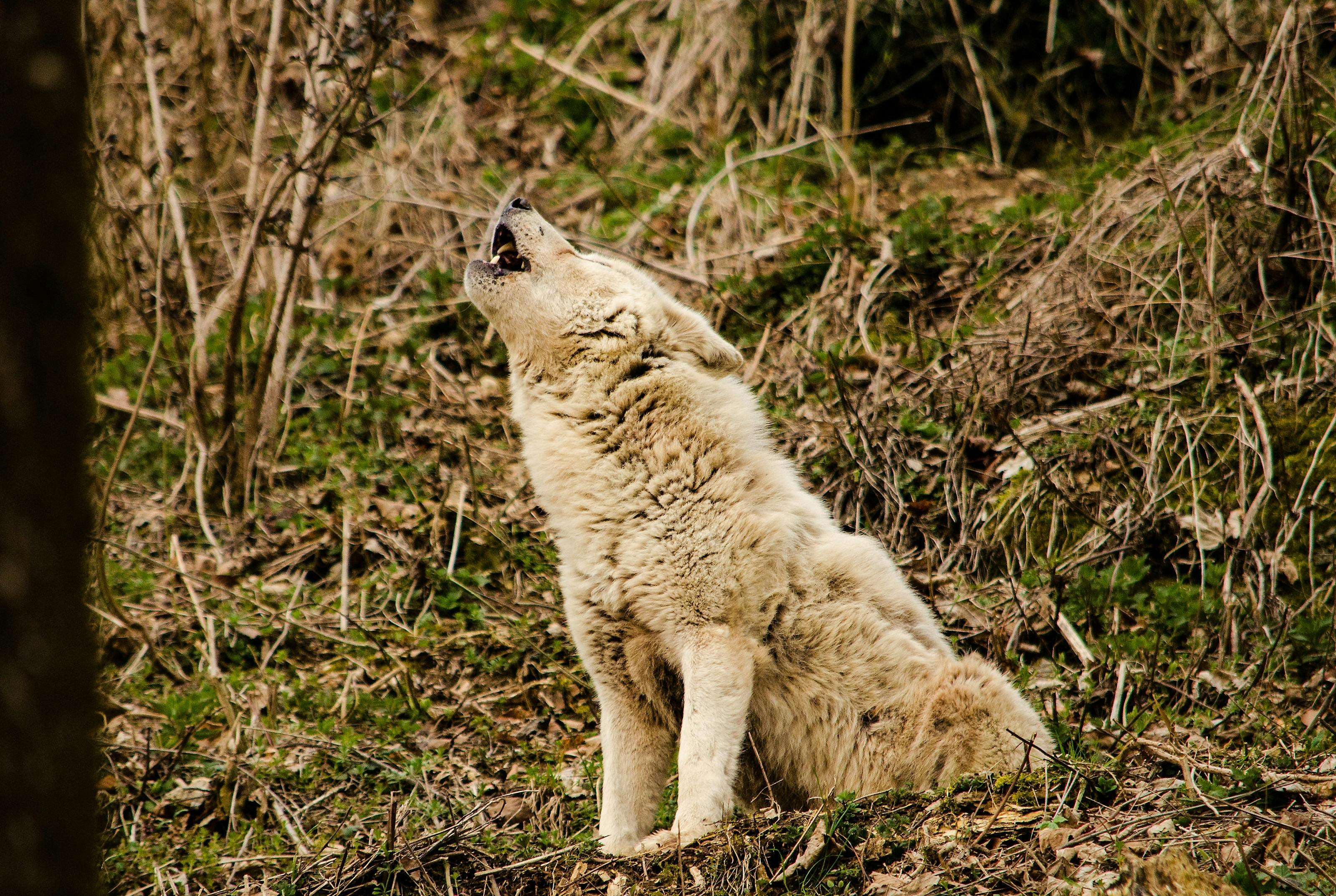 Wolf Howling in the Forest · Free Stock Photo