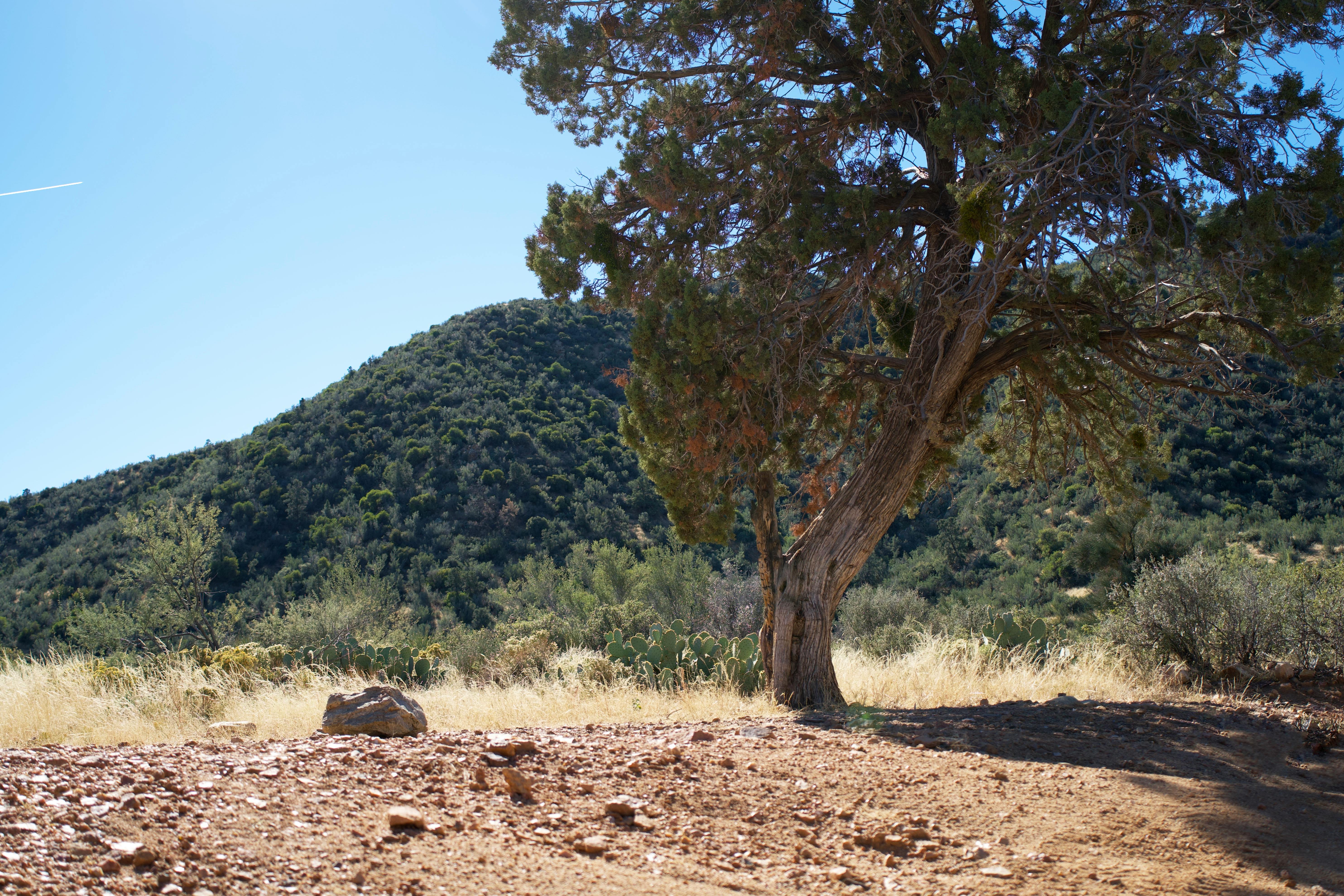 Photo gratuite de à distance, arbre, aride, beauté naturelle, botanique ...