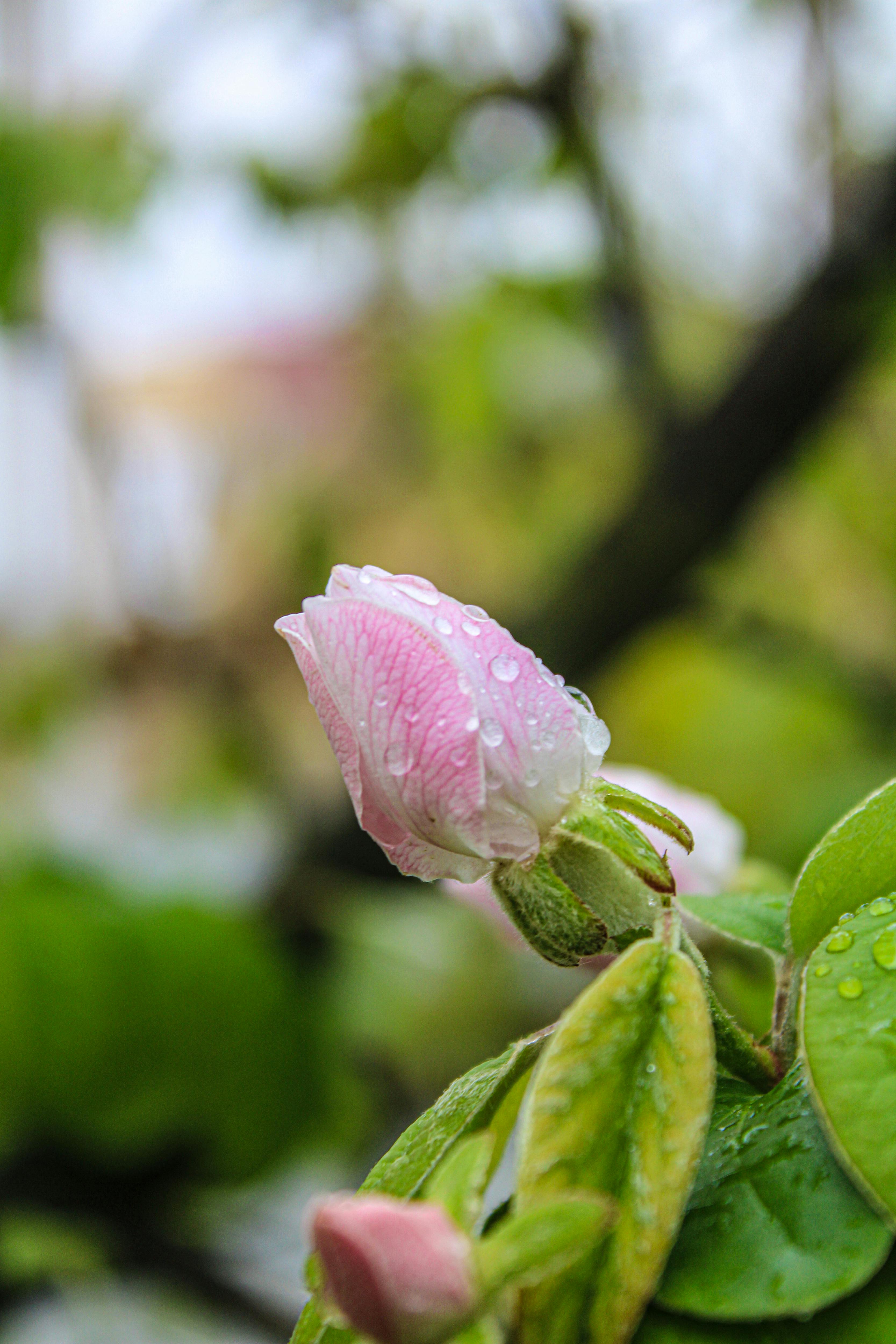 Close up of a Bud · Free Stock Photo
