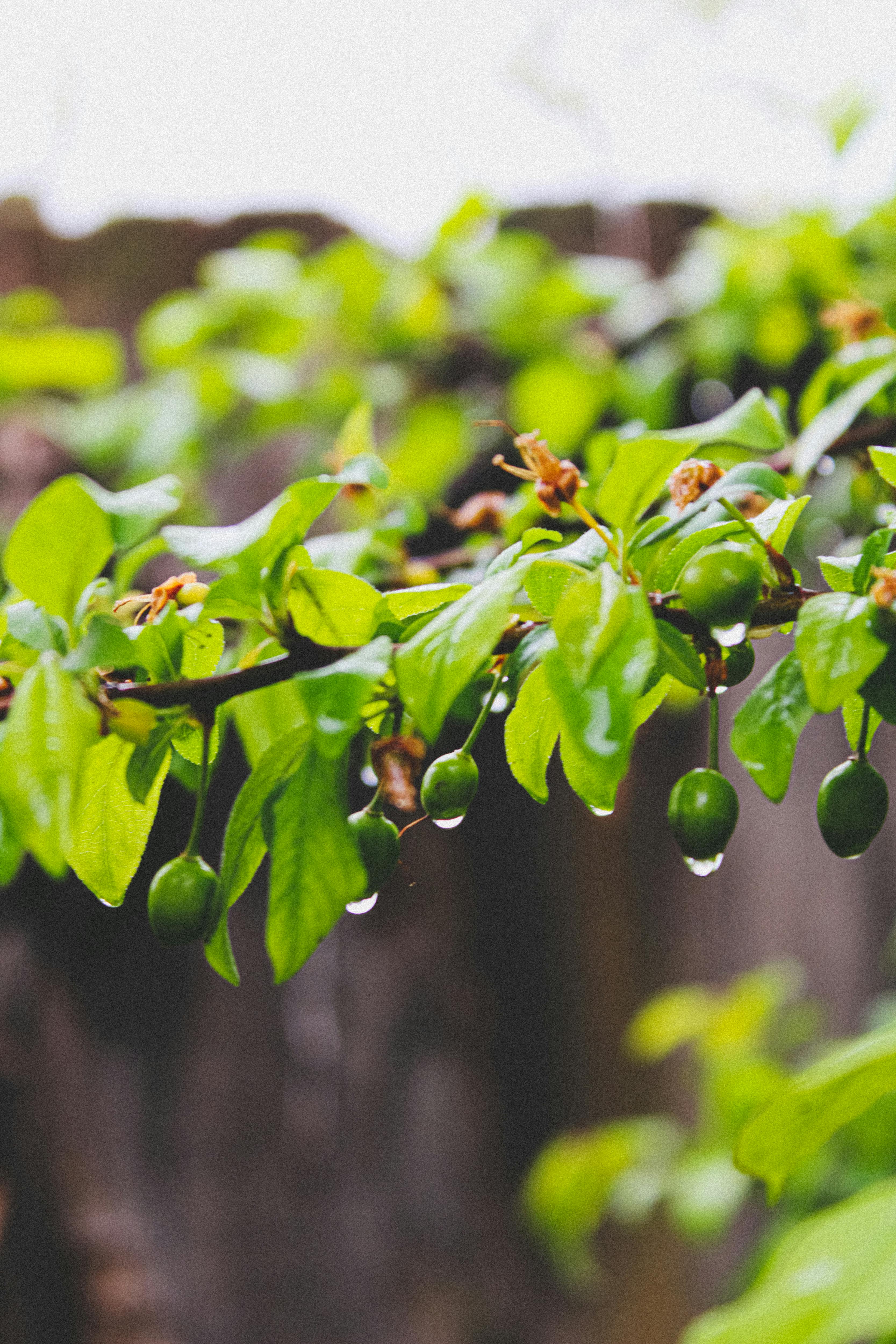 Green Unripe Fruits on Tree Branch · Free Stock Photo