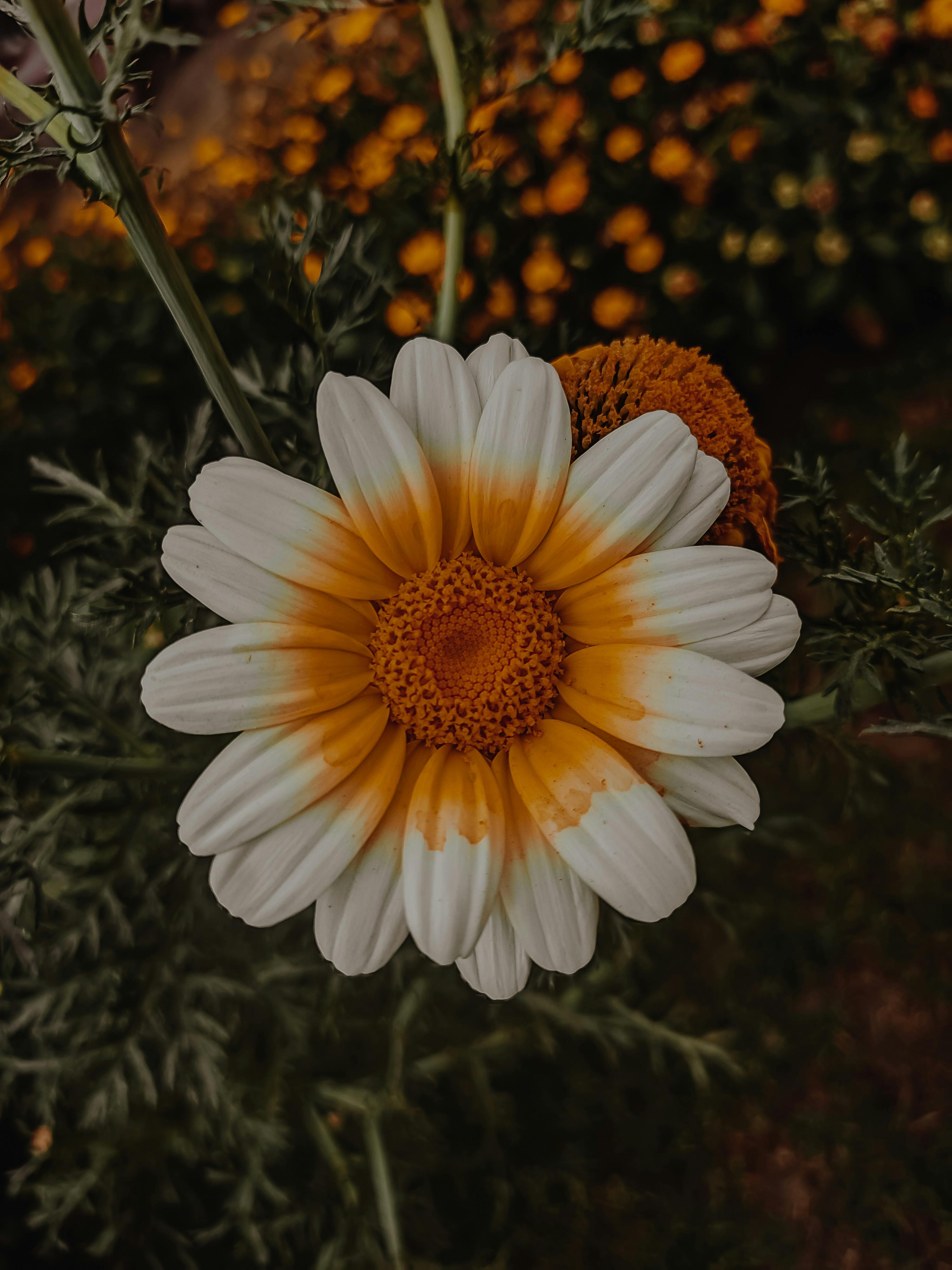 Chamomile Flower in Bloom · Free Stock Photo