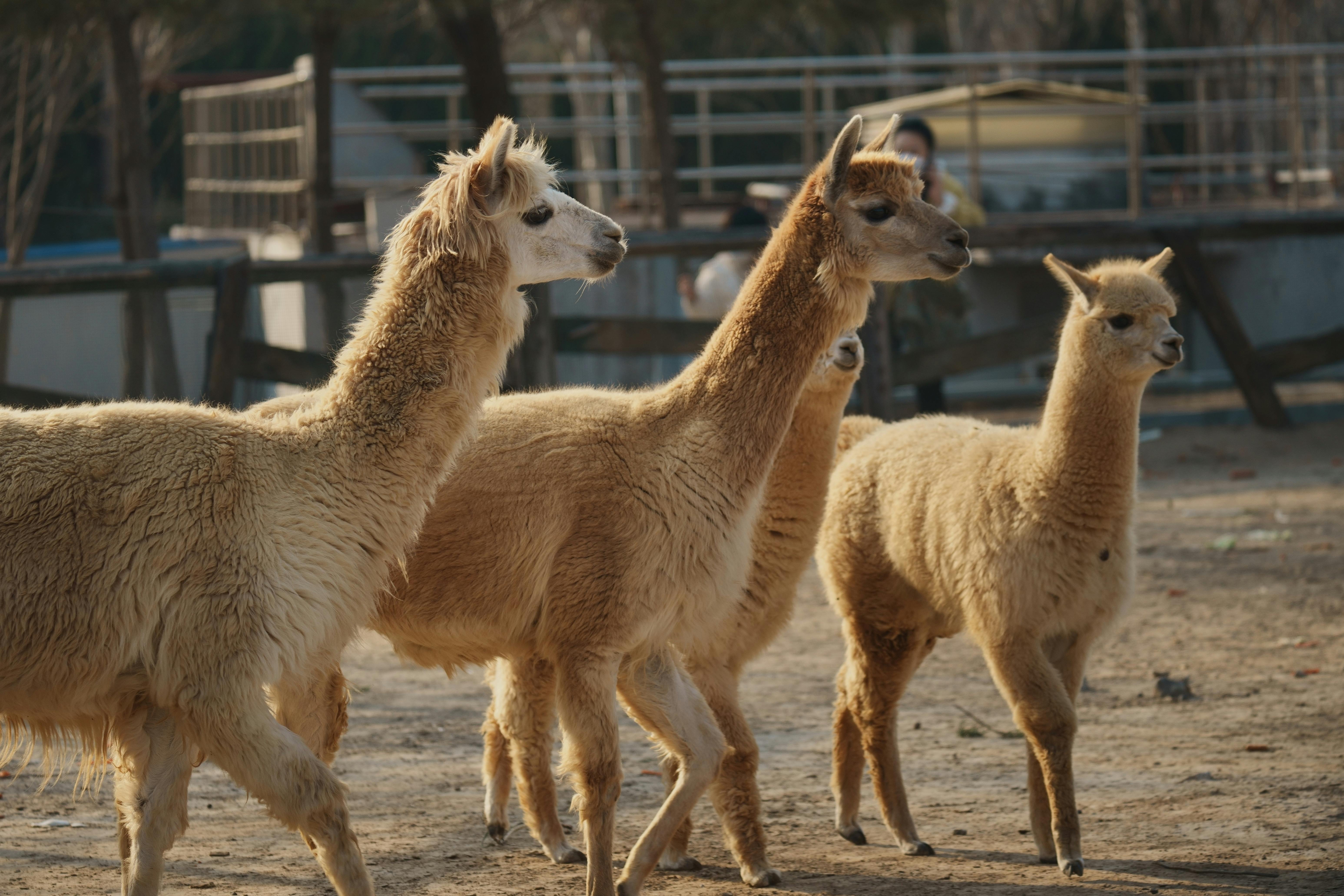 Alpacas Walking Together inside Pen · Free Stock Photo