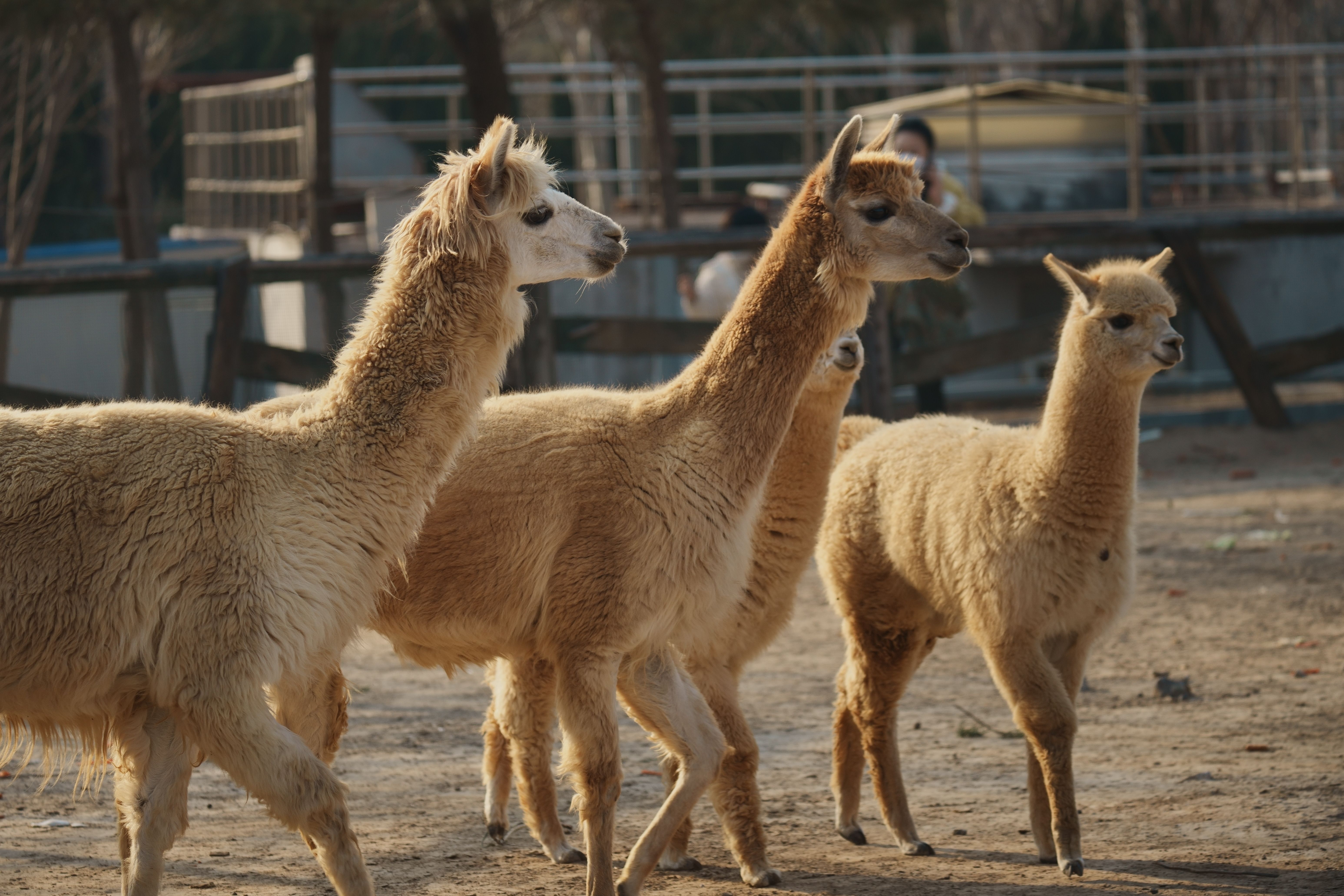 Alpaca Bulaca Photos, Download The BEST Free Alpaca Bulaca Stock Photos ...